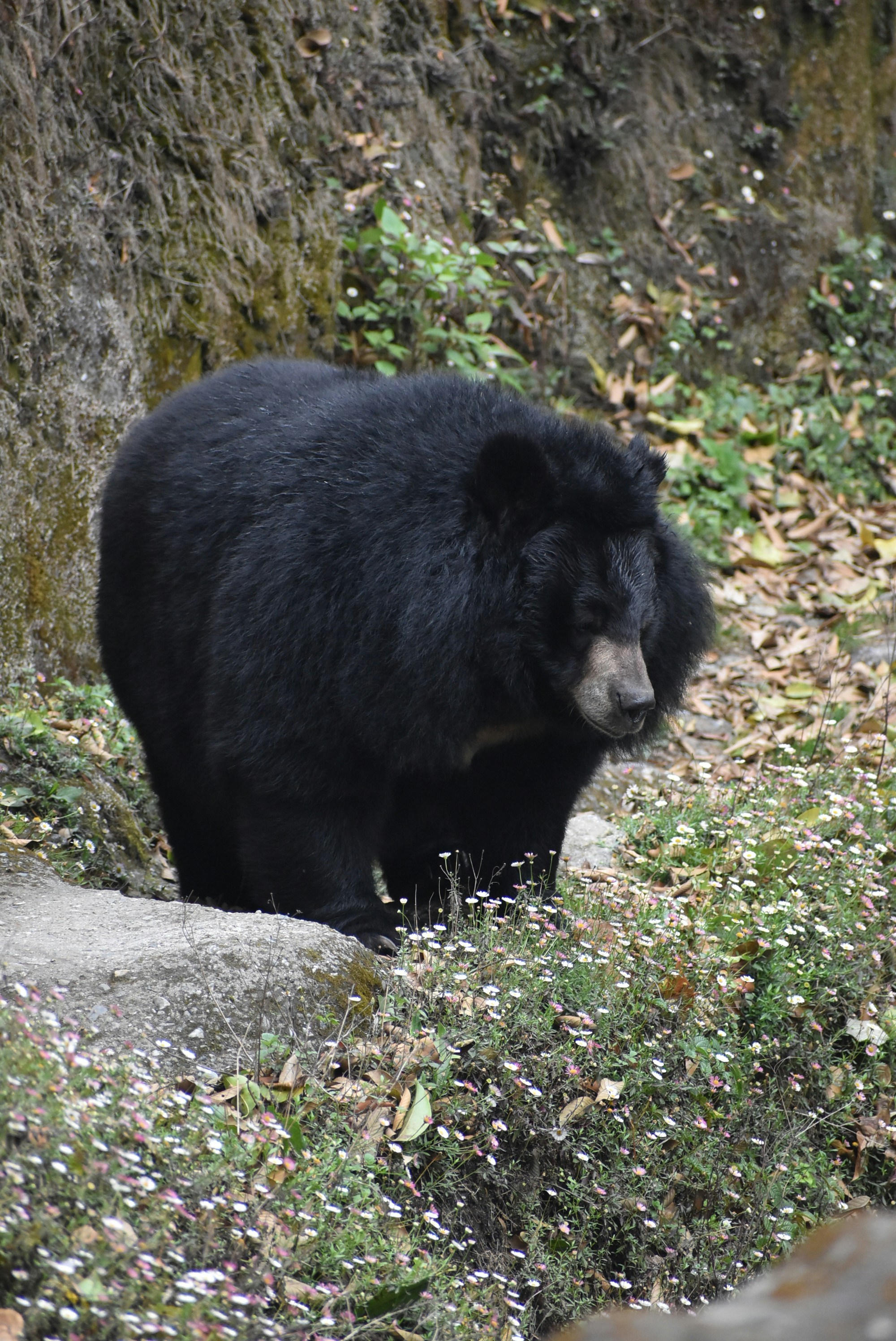 The Solitary Wanderer: A Bear's Journey Through Nature