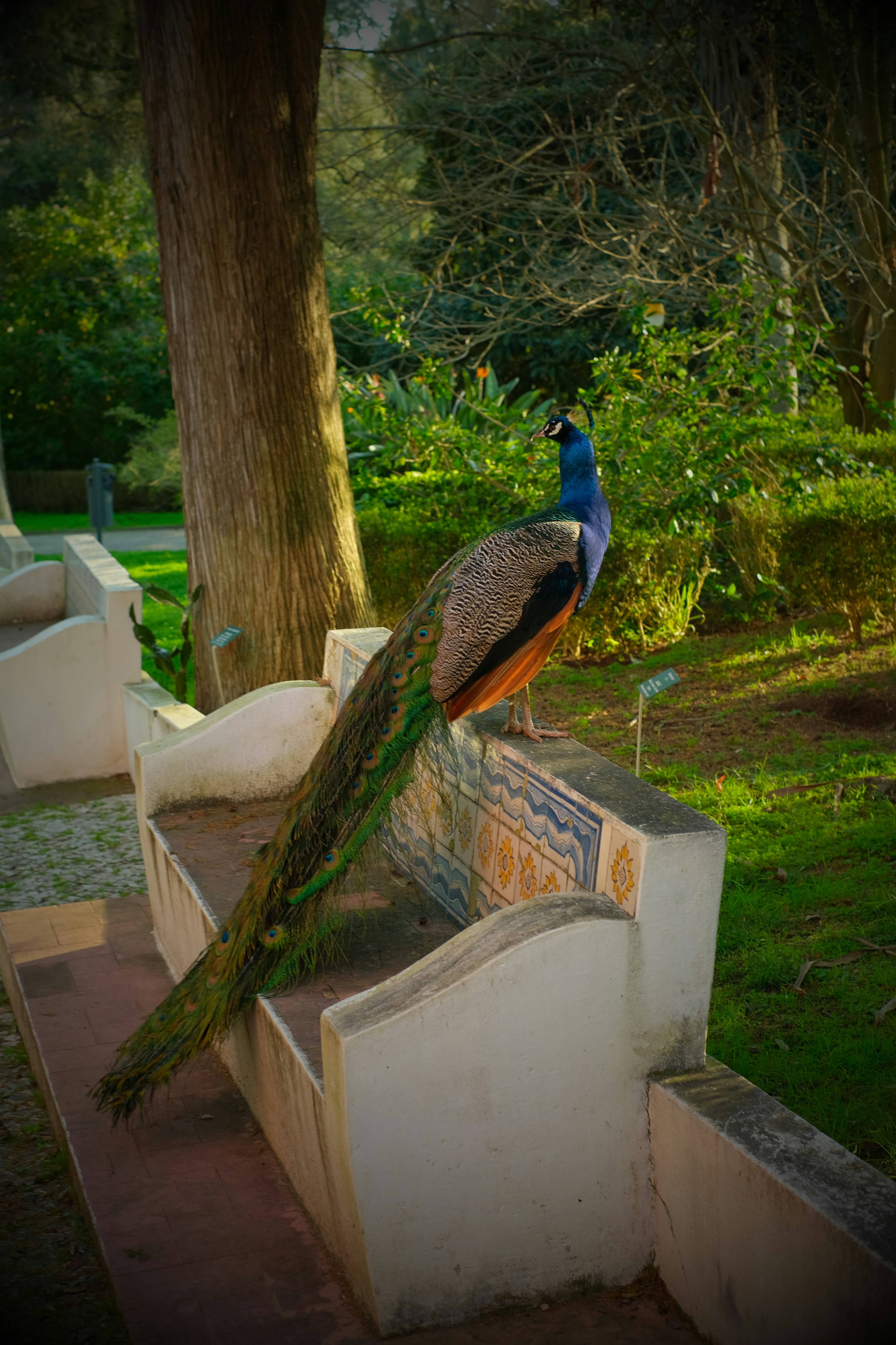 Peacock on a Sunlit Garden Bench