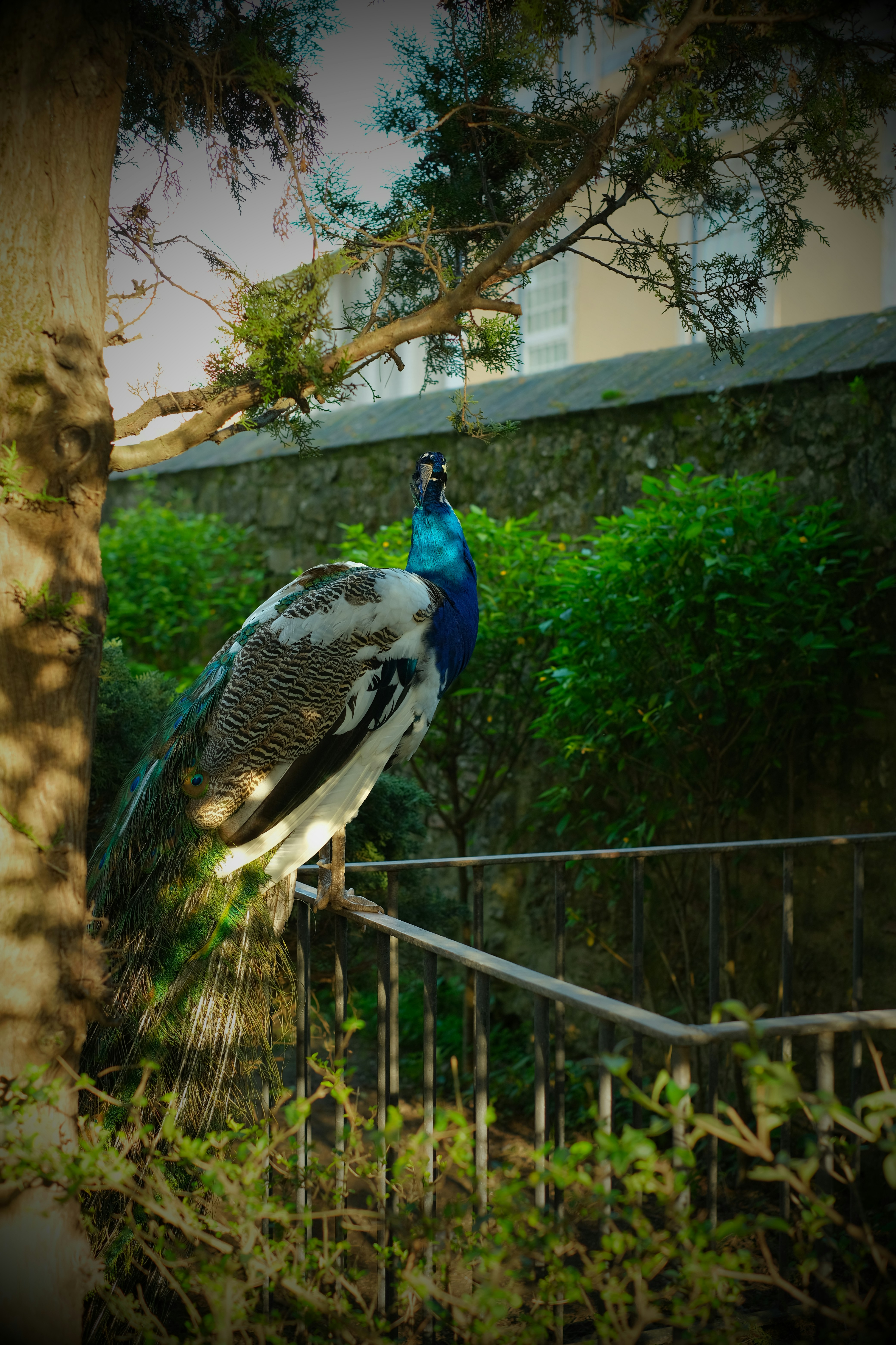 Azure Crest on a Garden Perch: A Peacock's Quiet Garden Moment