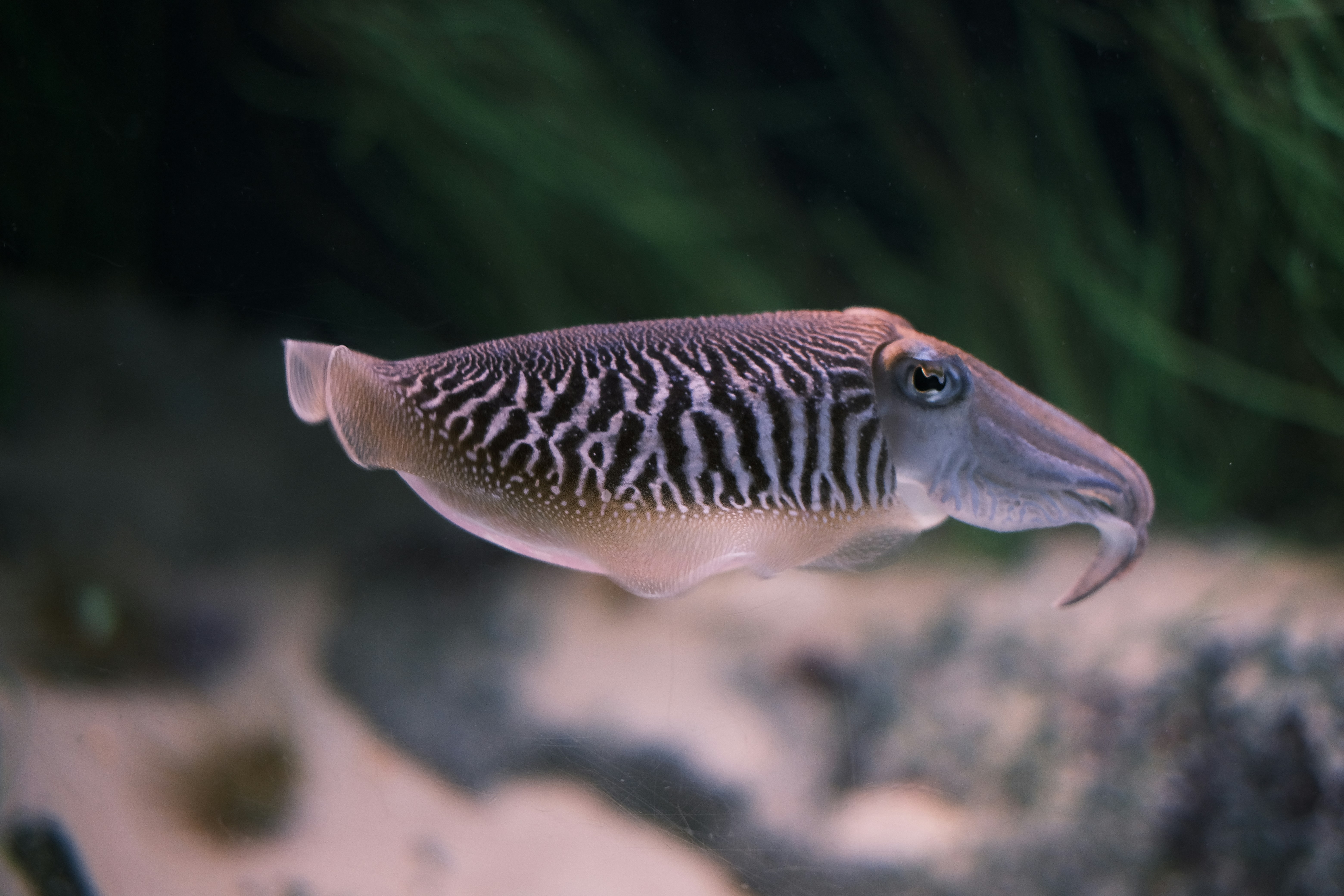 Striped cuttlefish glides over a sandy seabed with blurred green vegetation in the background.
