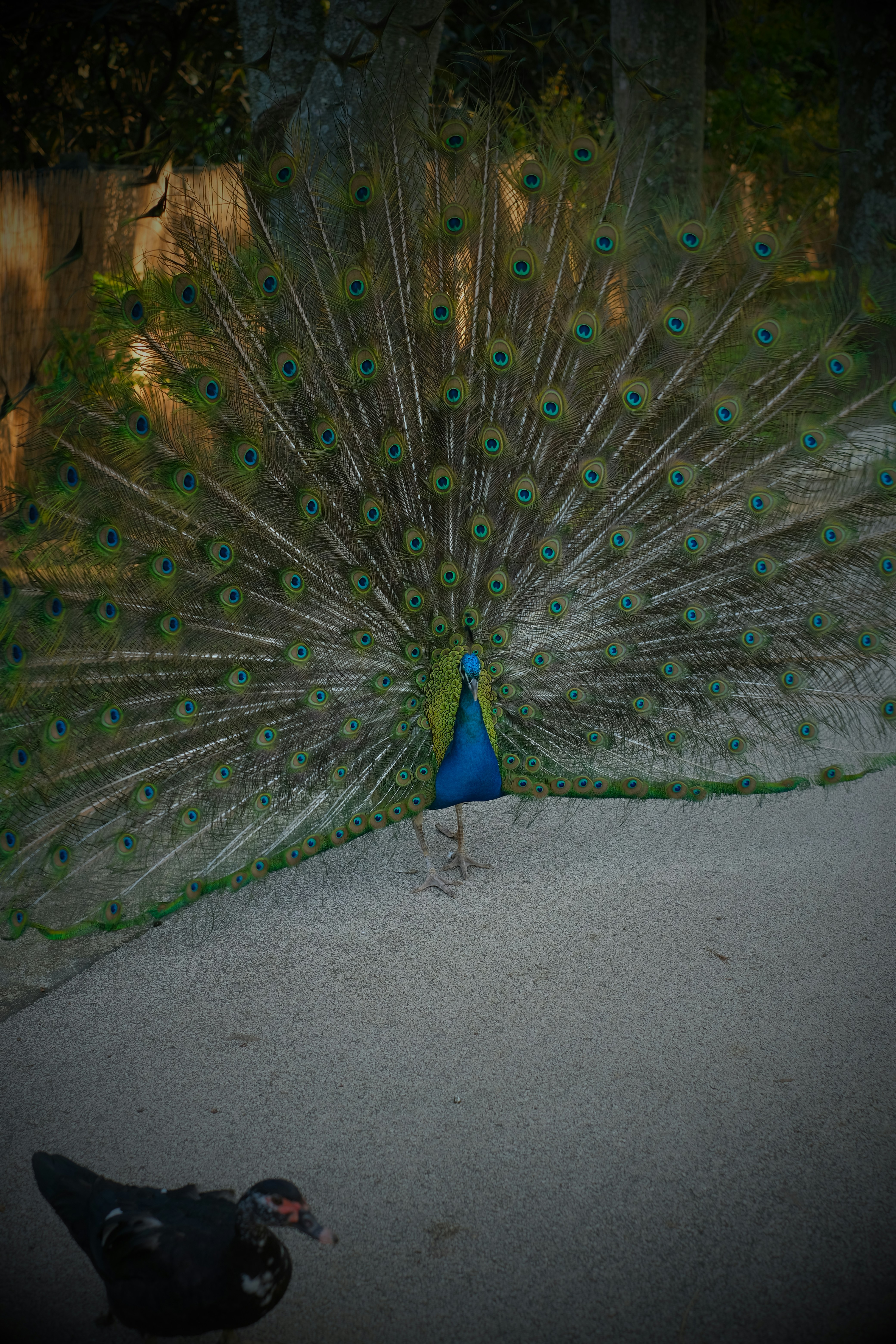 Arc of Eye-Spots: A Peacock Unfurls on Sand