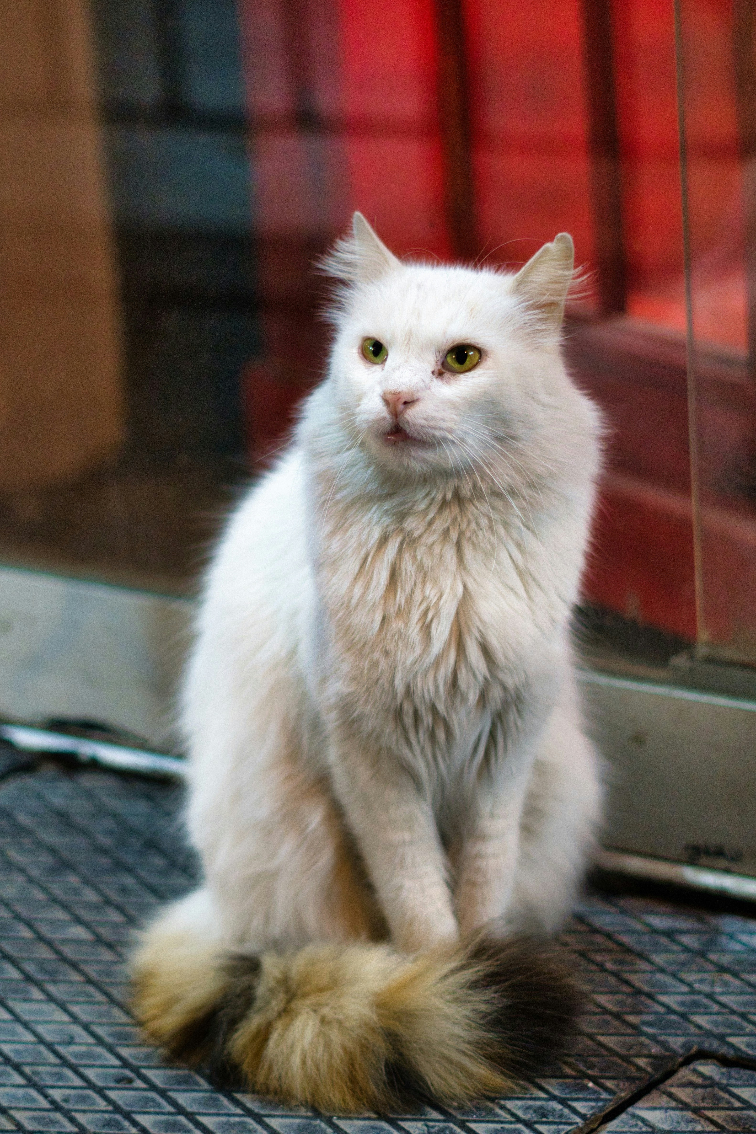 White-furred cat with amber eyes sits before a glass storefront at dusk