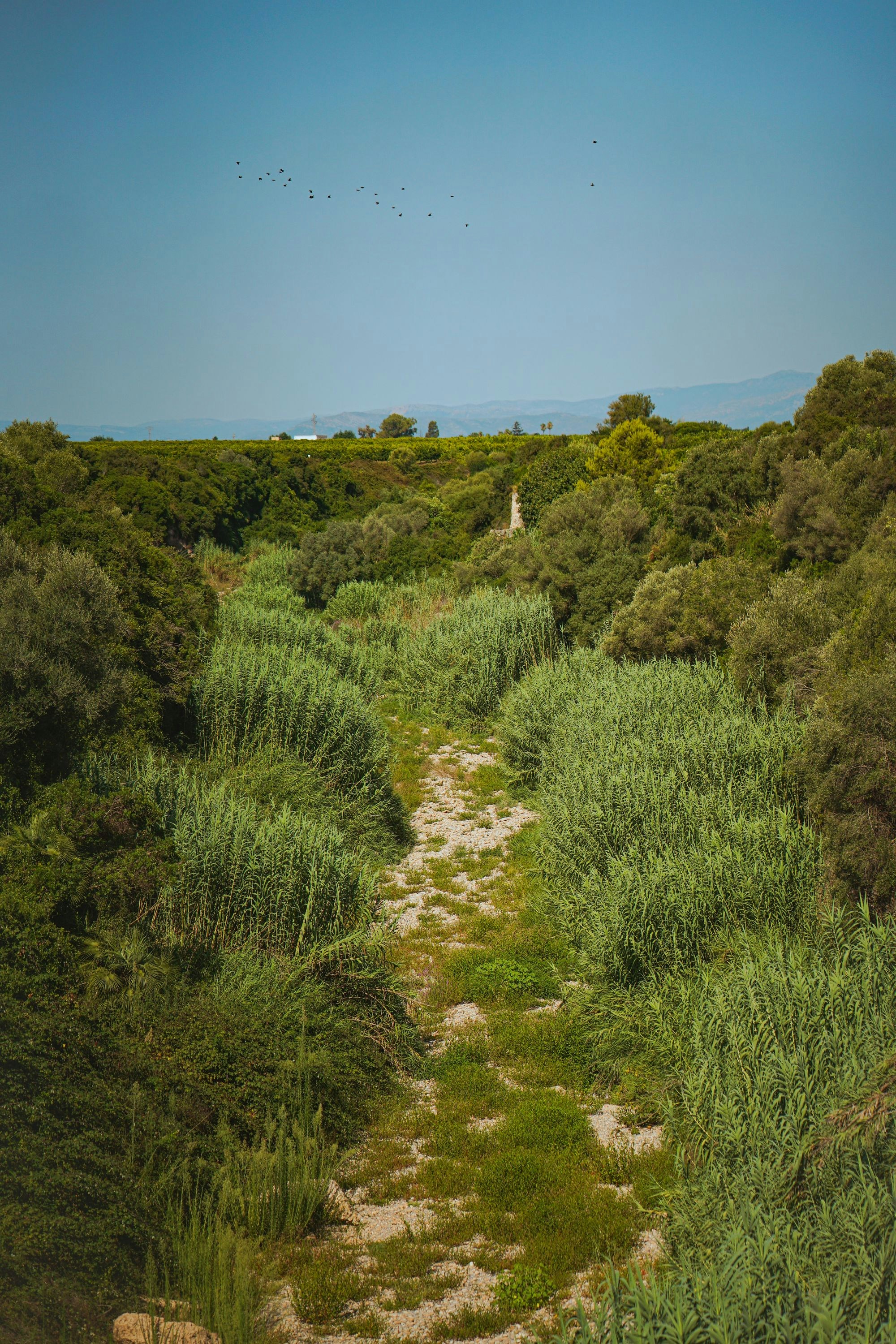 Path Through Green Corridors Under a Quiet Sky