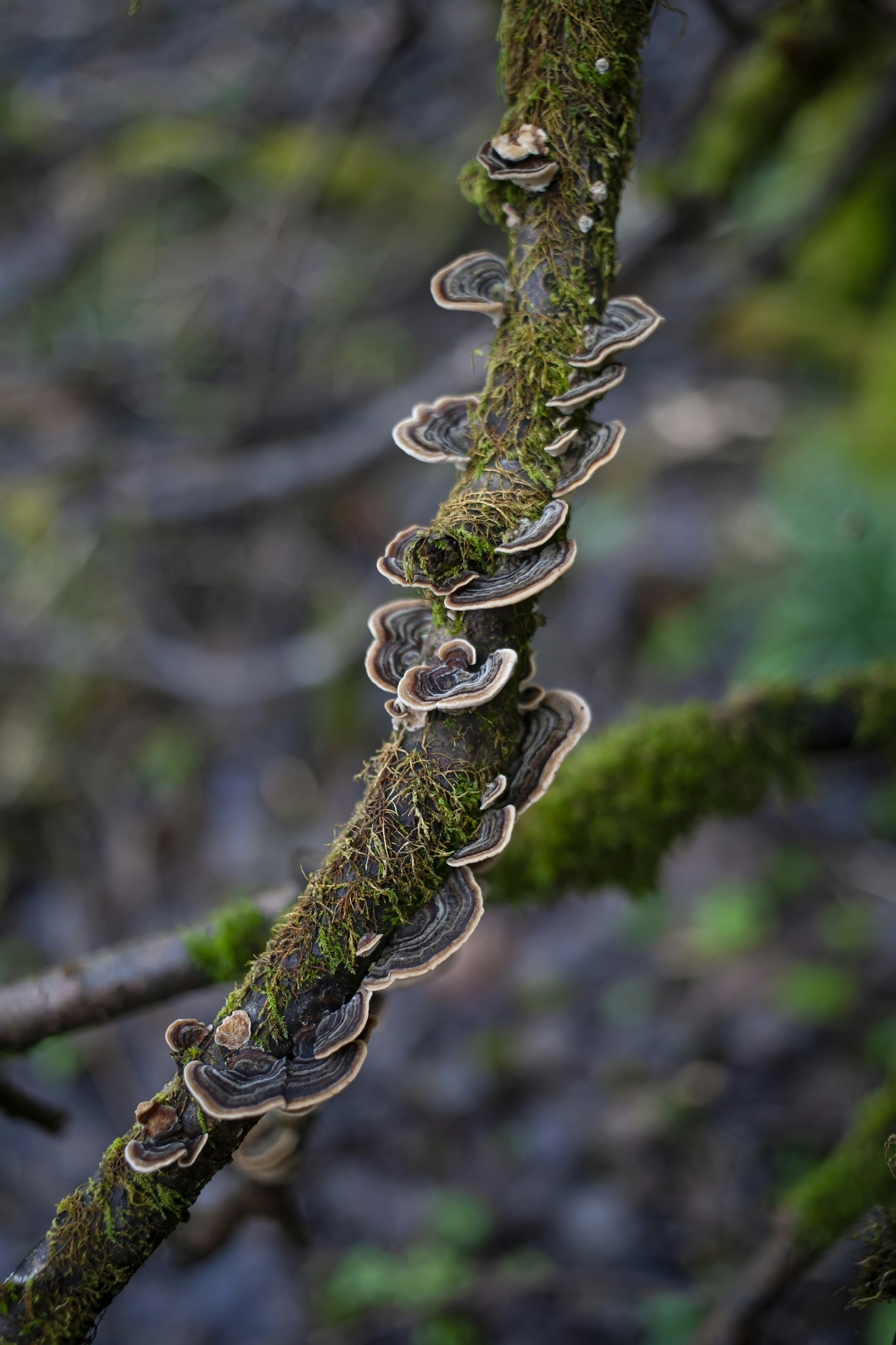 Close-up photograph of shelf fungi along a mossy branch in a forest, highlighting textures and contrast between the fungi and bark.