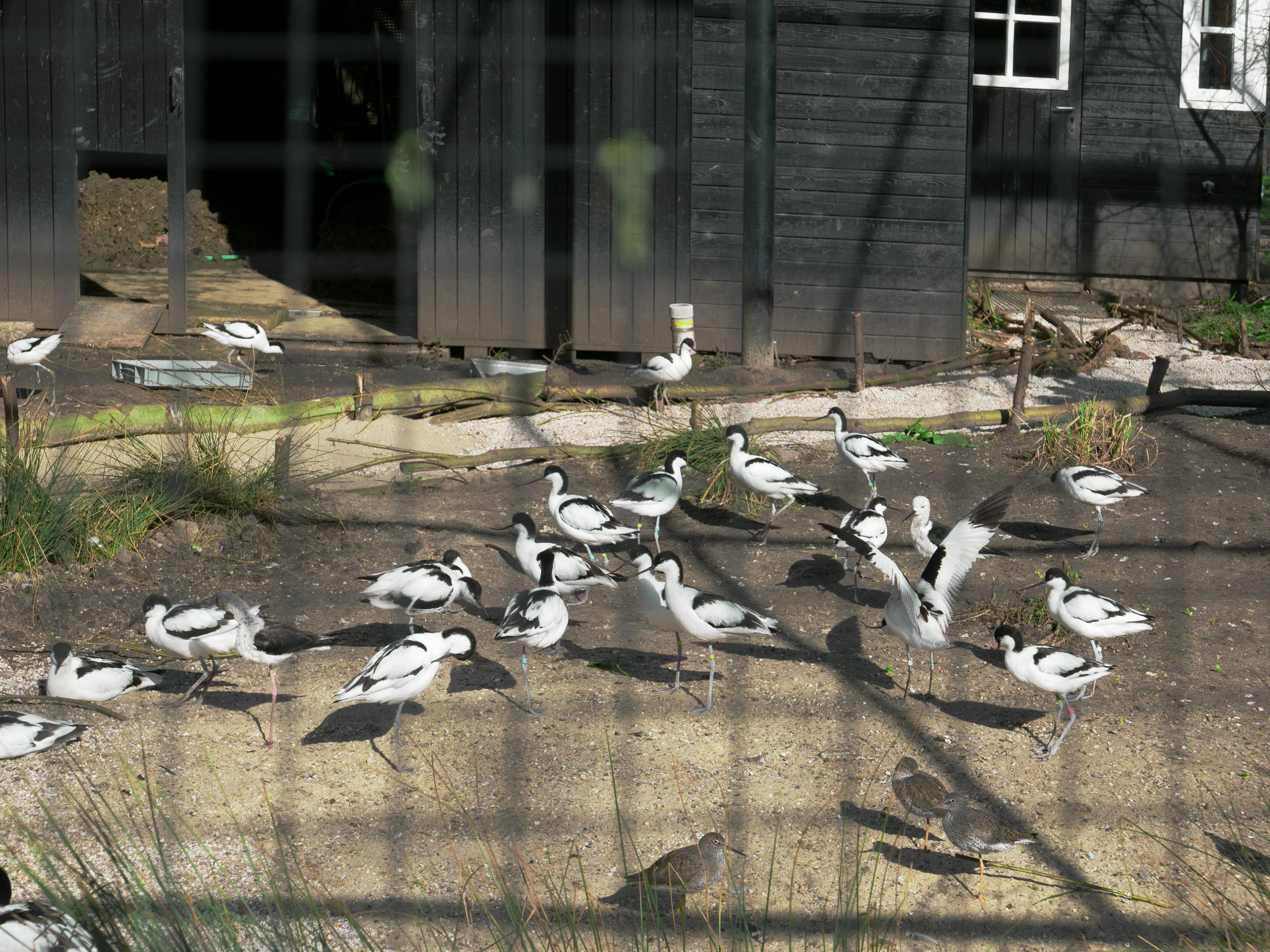 Shorebird Convergence by a Weathered Shed