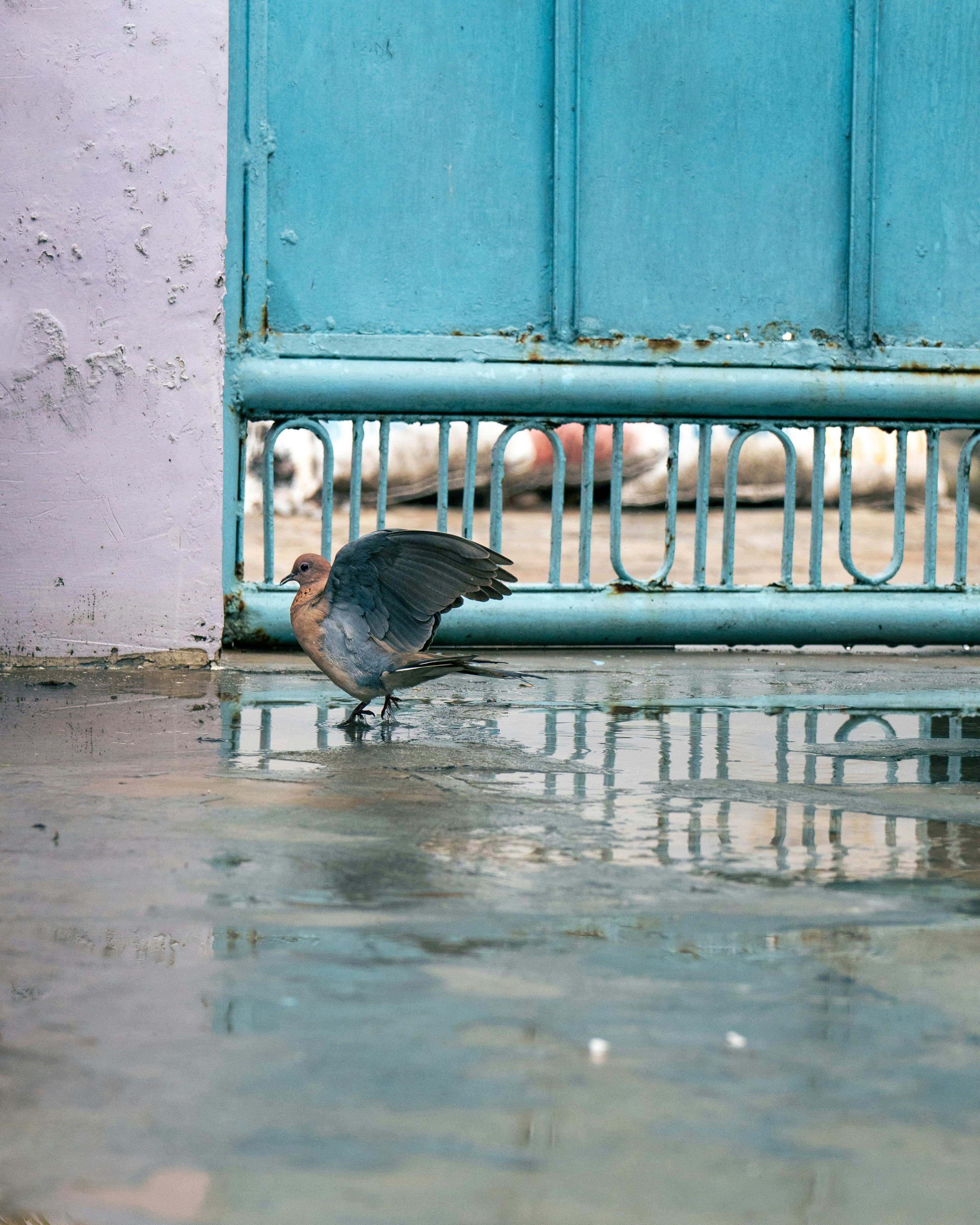 Wingbeat by the Turquoise Gate on Rain-Wet Pavement