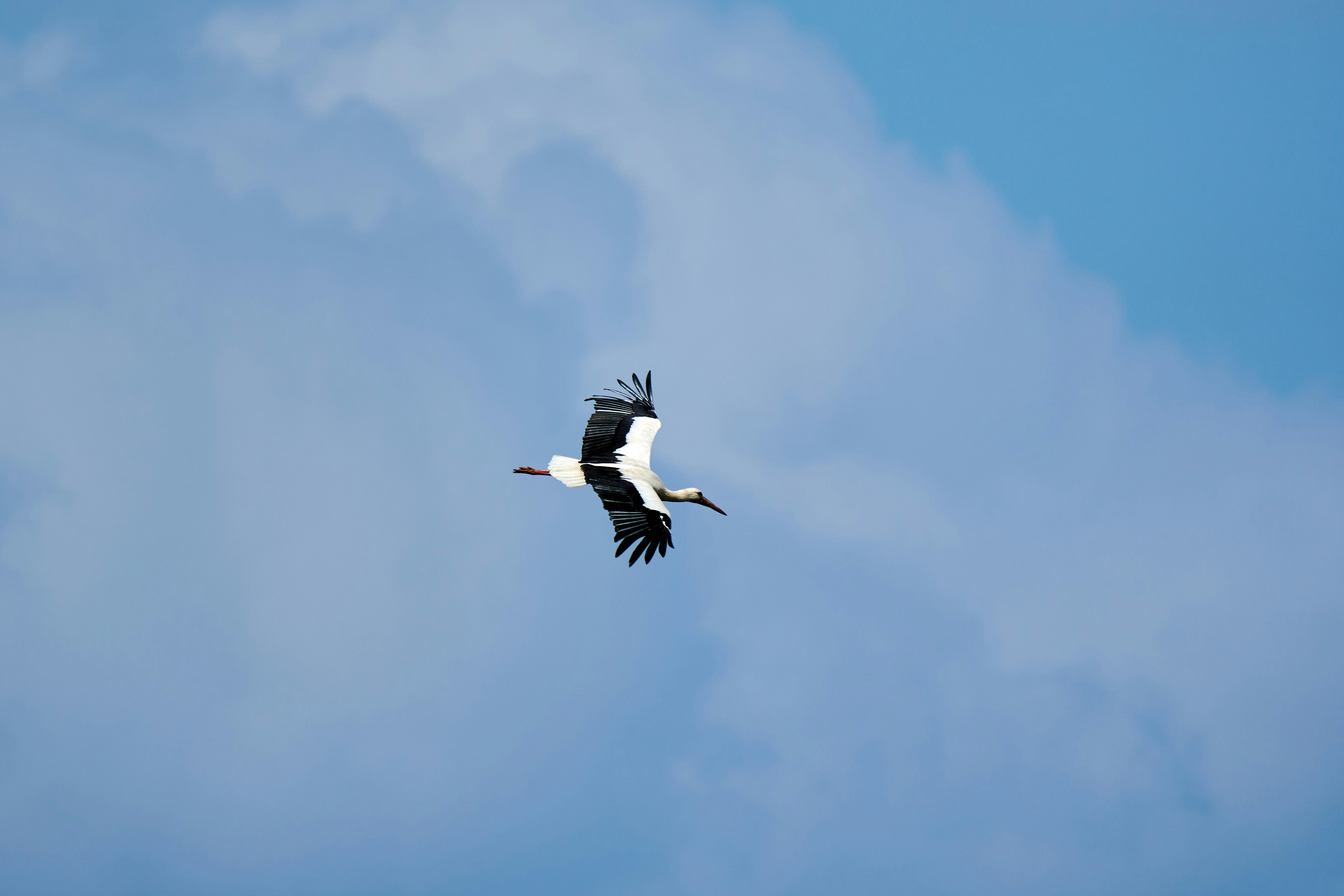 Photo by Wolfgang Hasselmann with Sony Alpha 7 IV