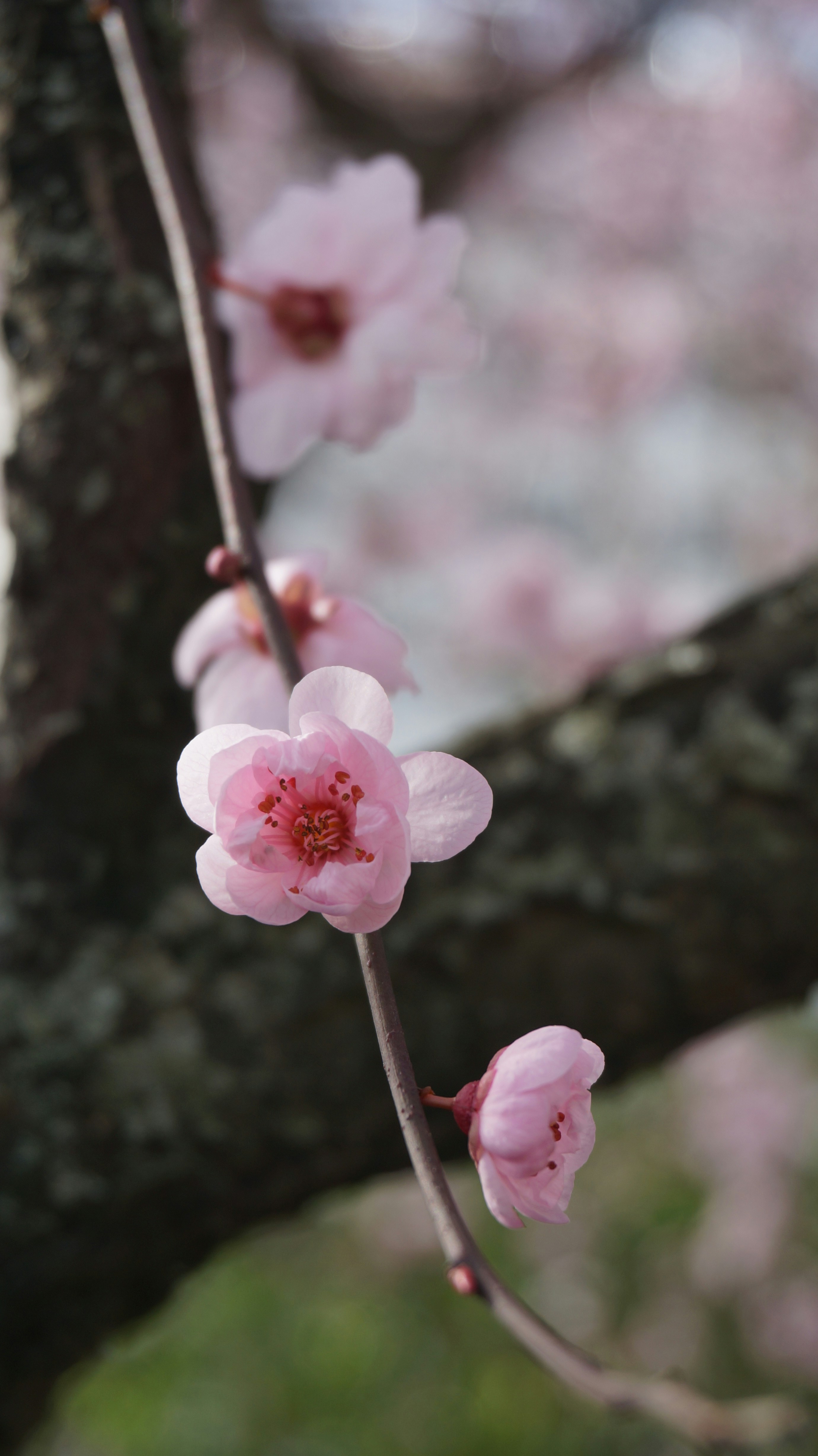 Petals on a Whispering Twig: a close-up of pink blossoms against a mossy backdrop