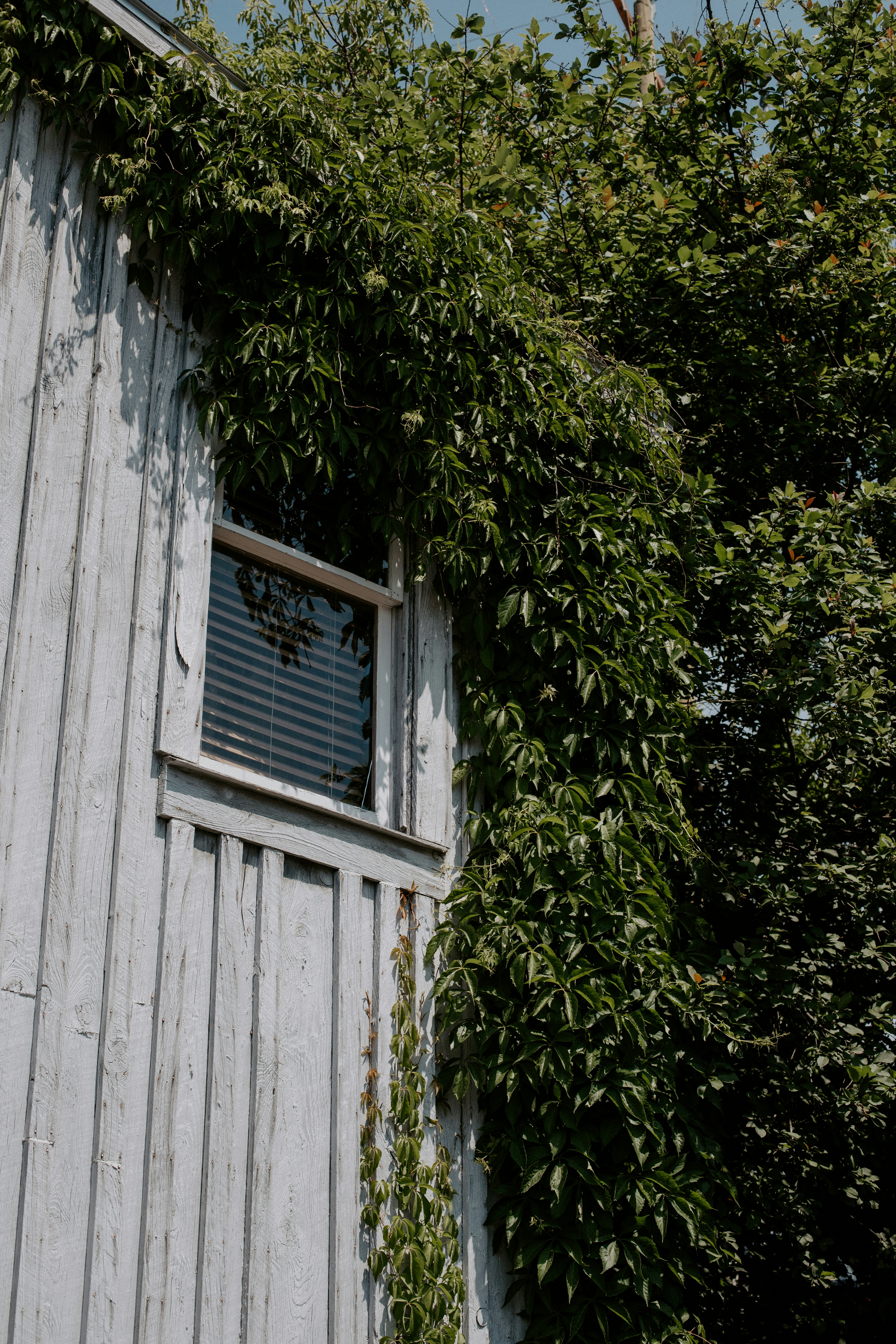 A white building with a window and vines growing on it photo – Free Usa ...