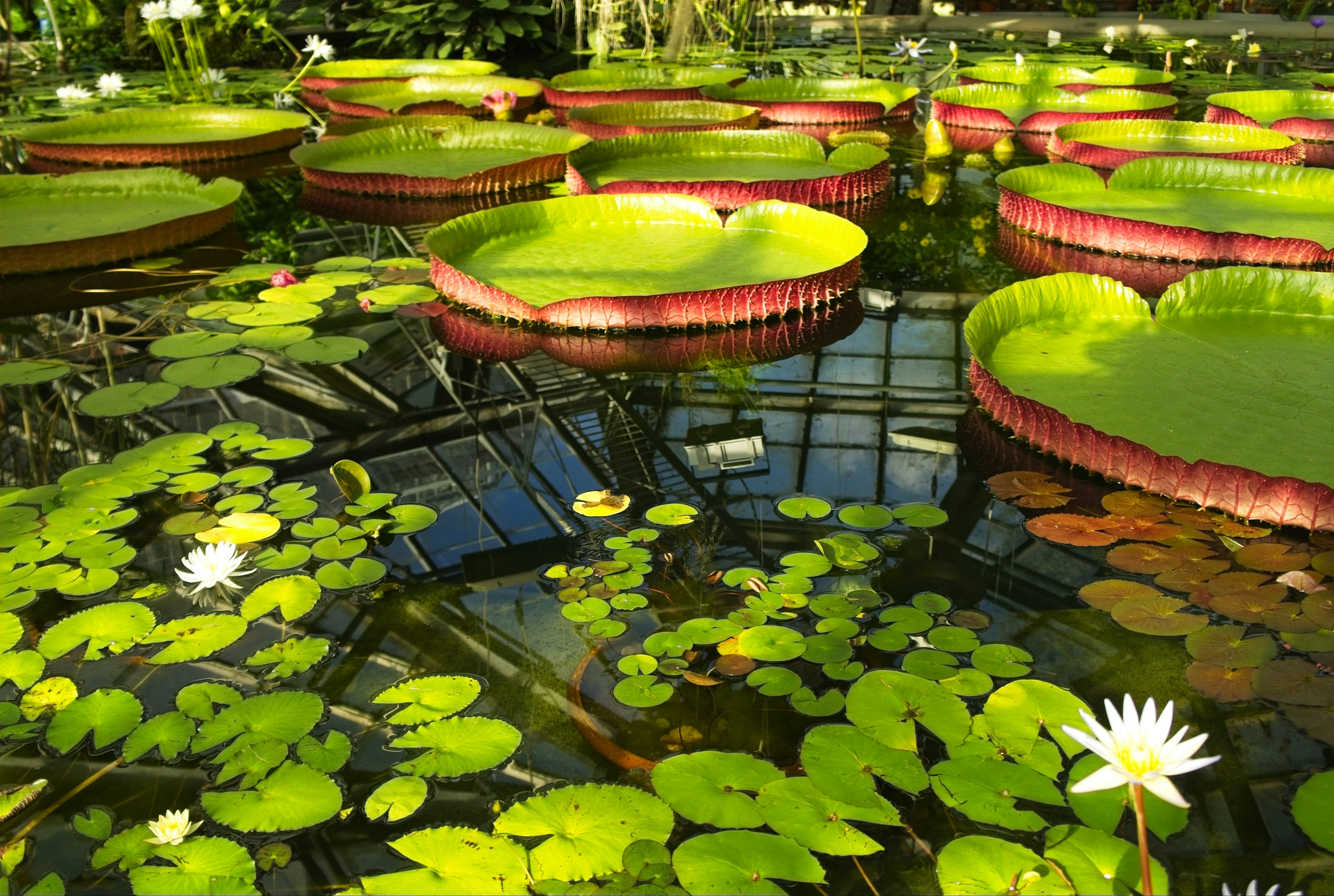 A pond filled with lots of green water lilies photo – Free Water lily ...