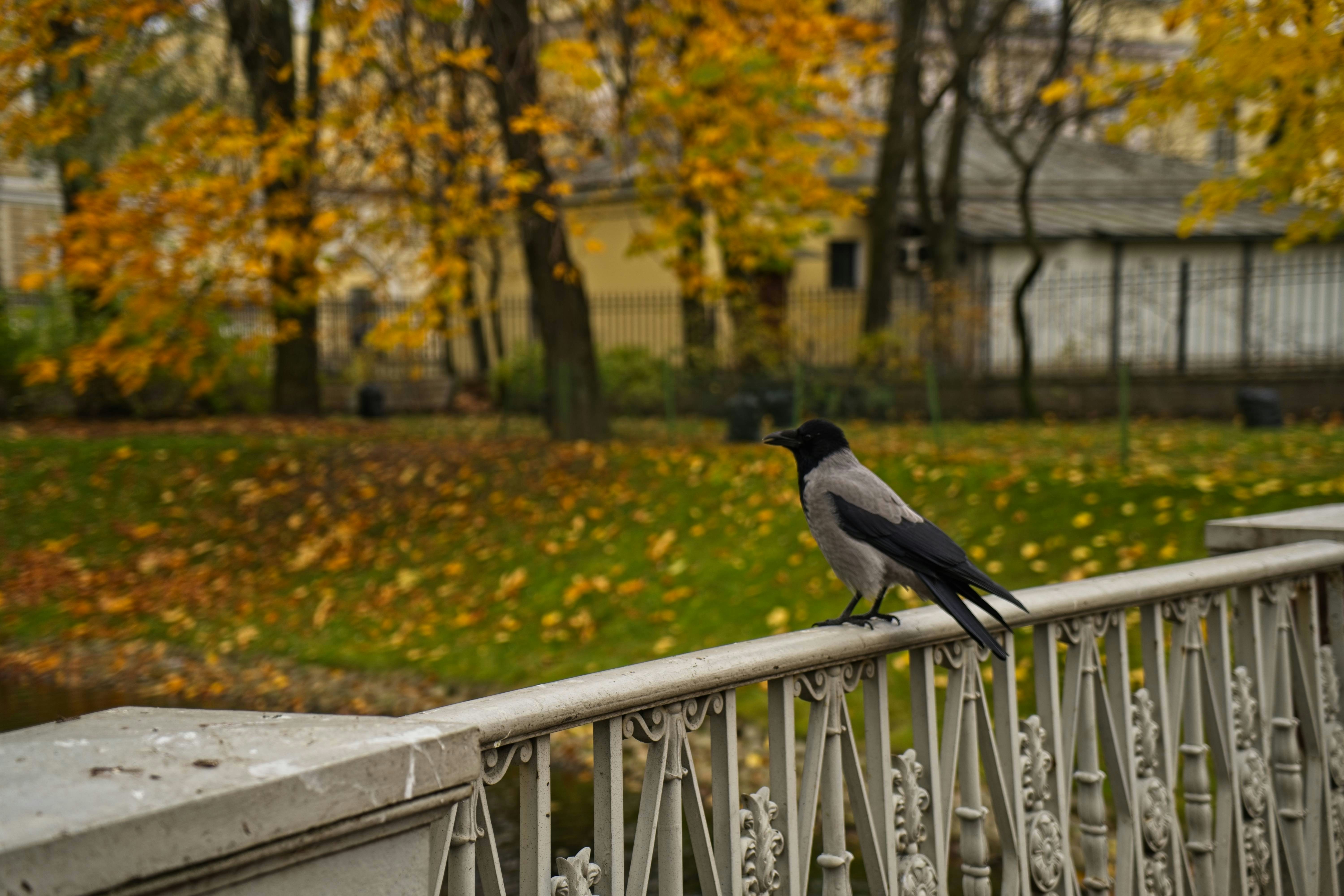 Crow on a Weathered Bridge Rail Amid Autumn's Quiet Park