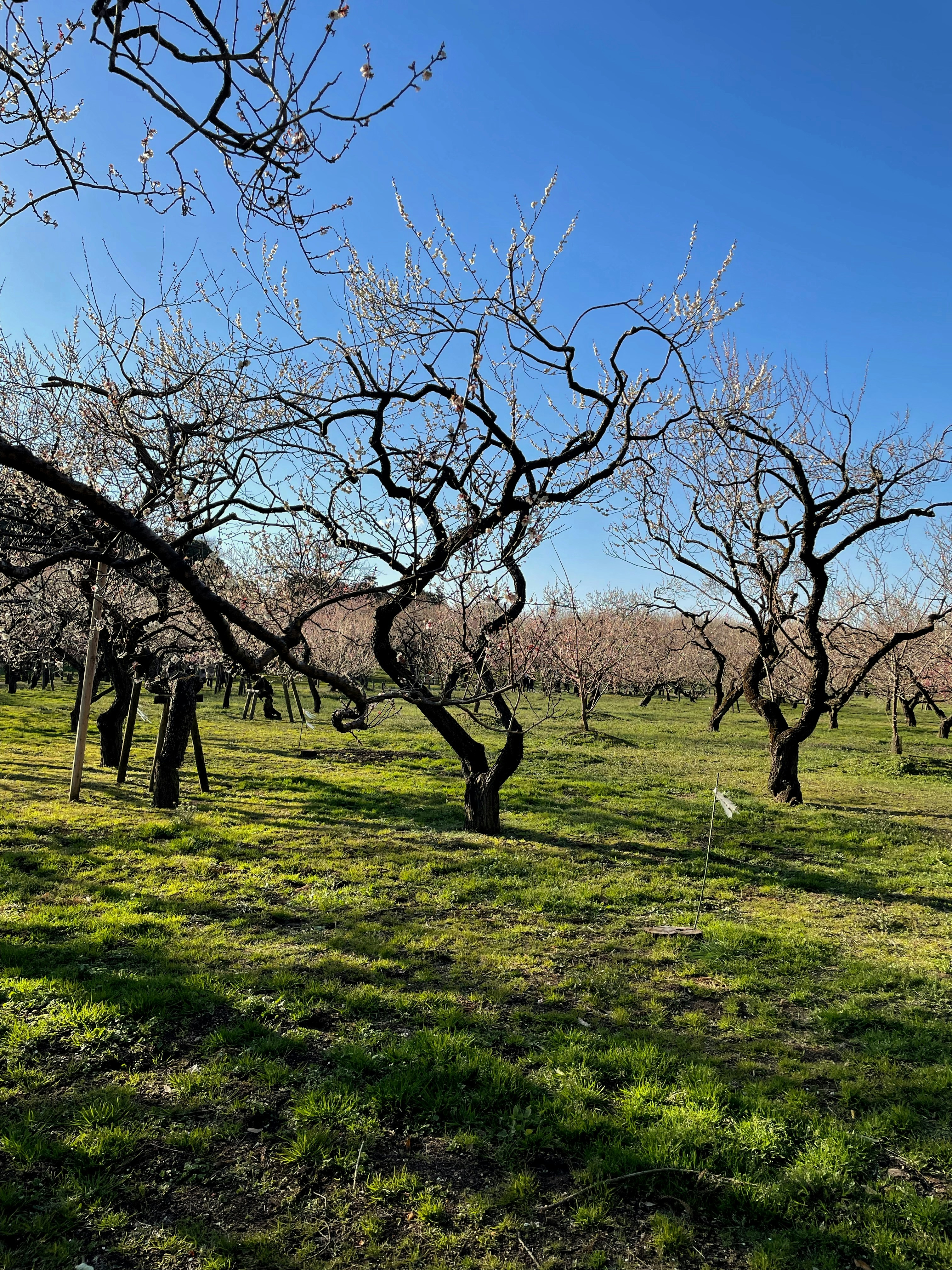 Twisted Orchard in Bloom under a Cerulean Sky
