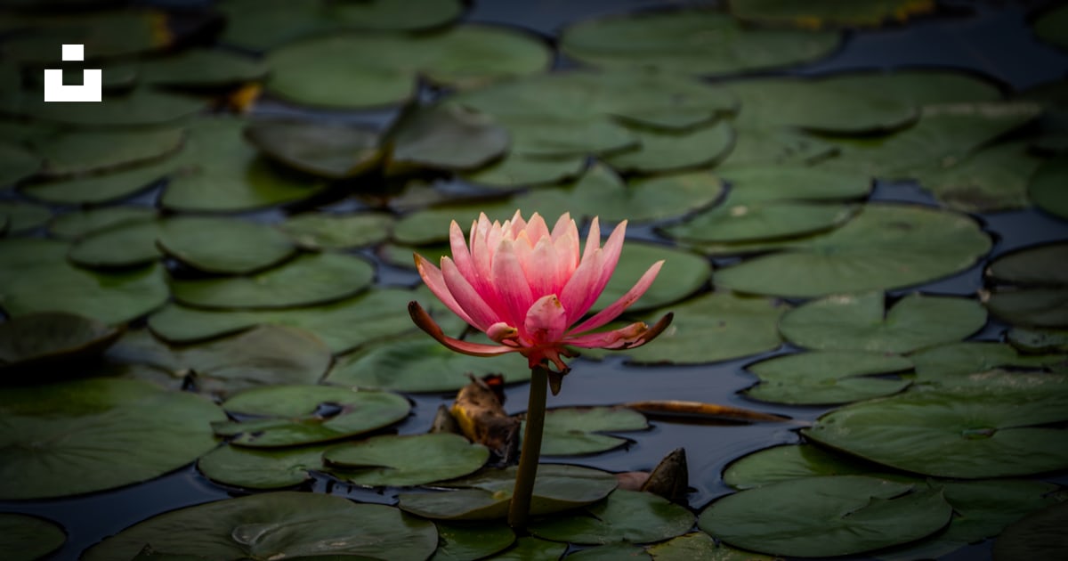 초록색 수련 잎 위에 놓인 분홍색 꽃 사진 Unsplash의 무료 홍콩 습지 공원hong Kong Wetland Park 이미지