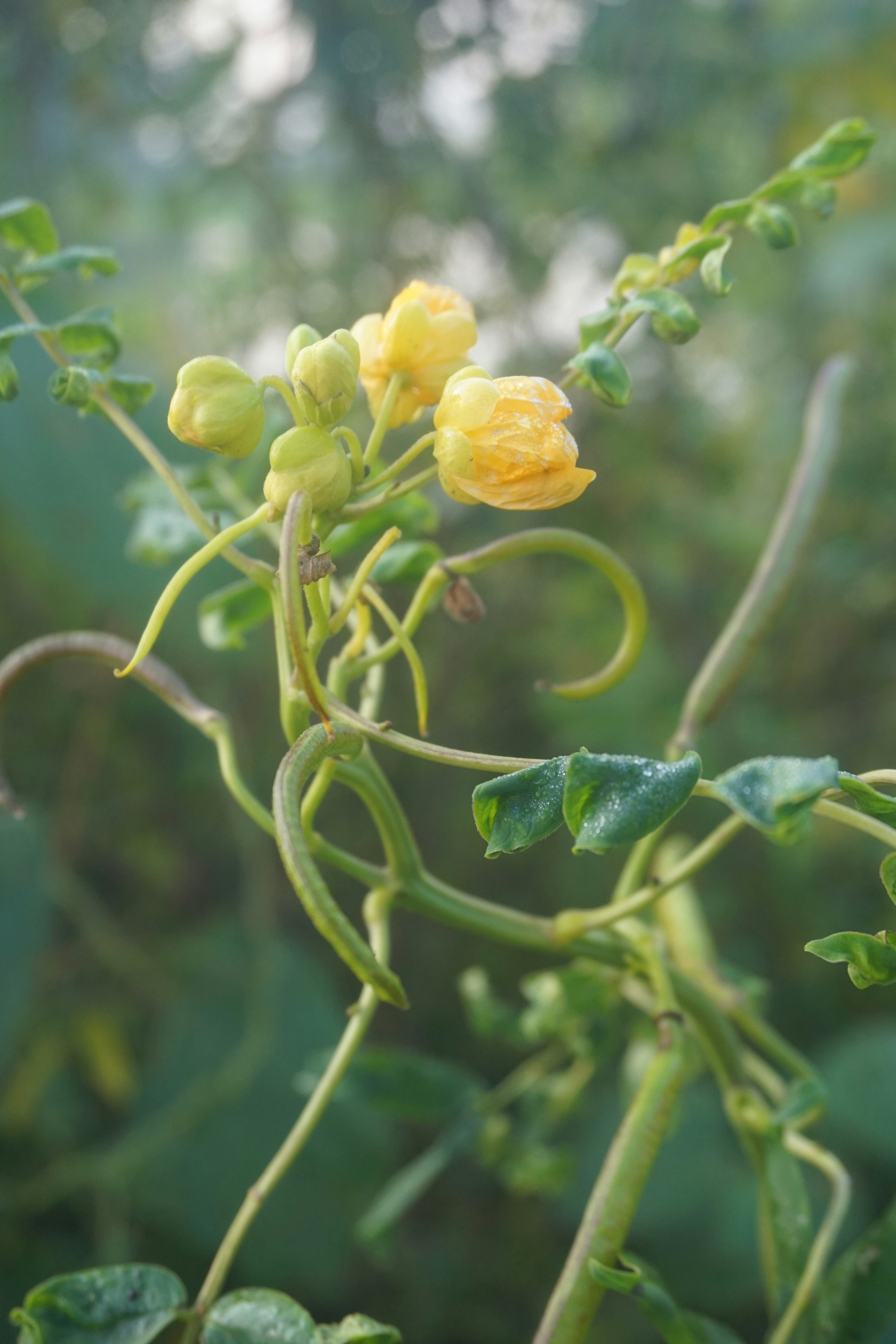 Soft-Focus Yellow Buds Weaving Through a Tangle of Green Vines
