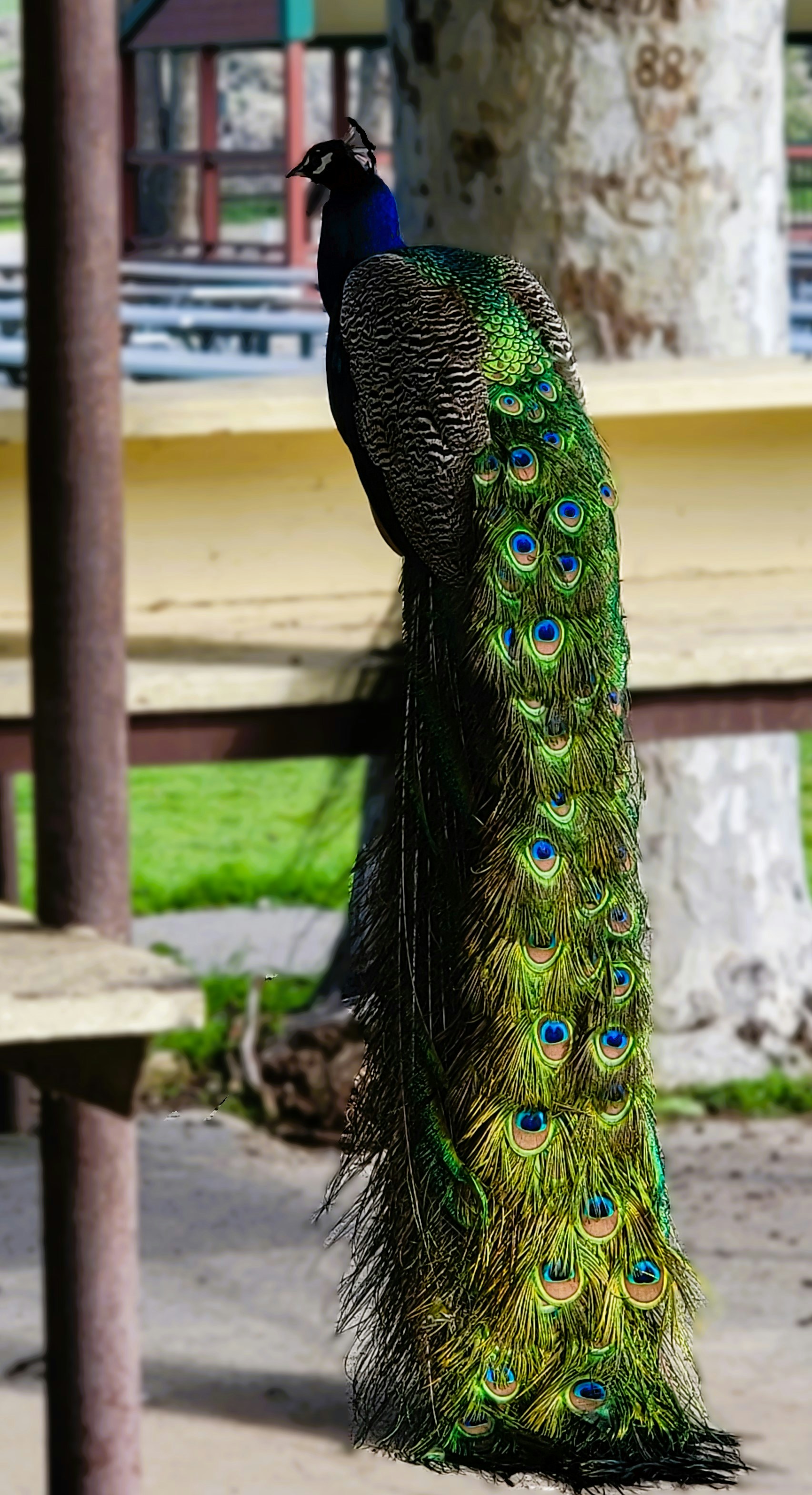 A peacock stands beside a park bench, its iridescent train of eye-spots cascading in vivid greens and blues.