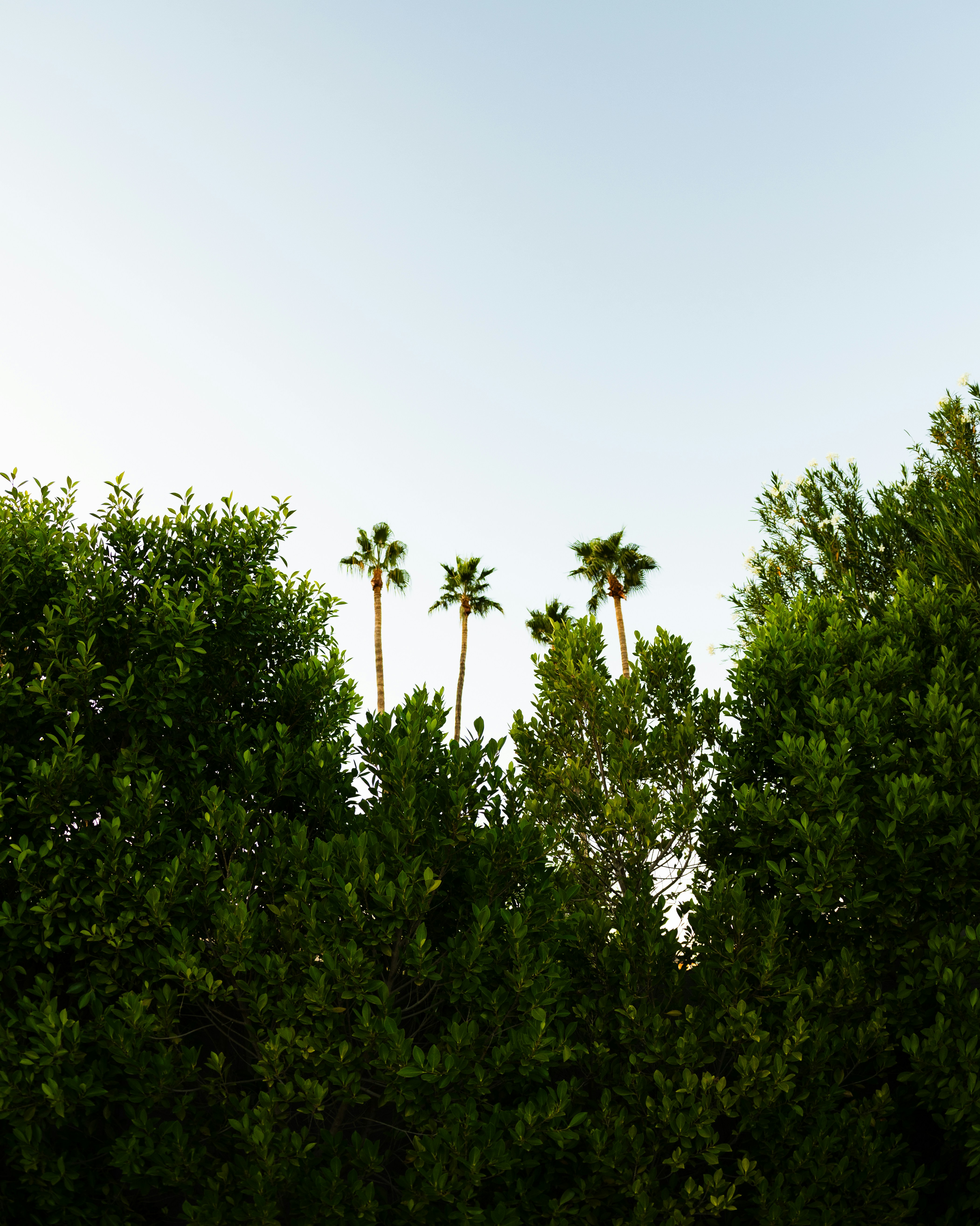 Un groupe d’arbres qui sont les uns à côté des autres photo – Image ...