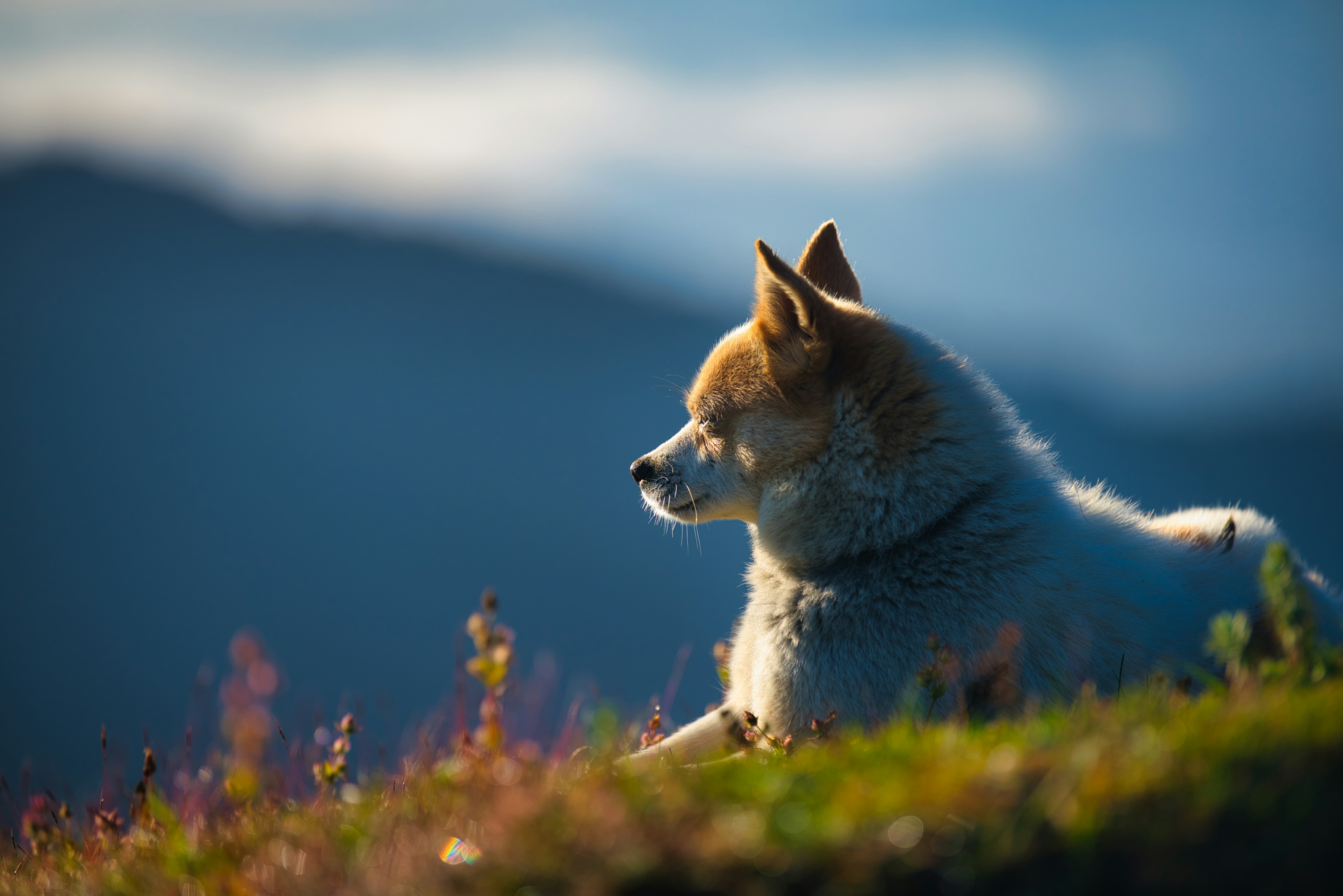 Profile in Alpine Light: A Lone Dog on the Meadow