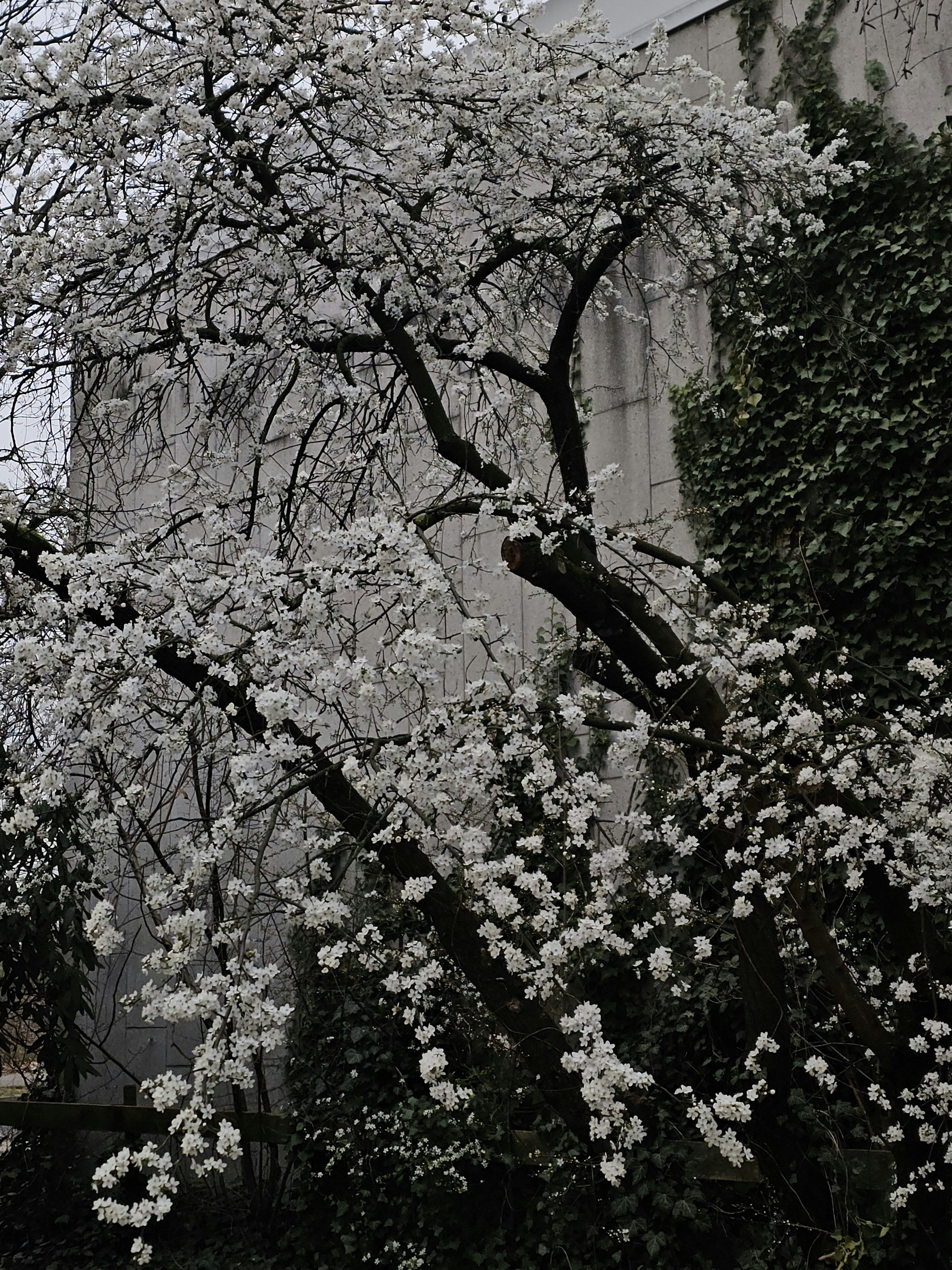 Urban Blossom: White Flowers Crown a Gnarled Trunk Beside Ivy and a Gray Wall