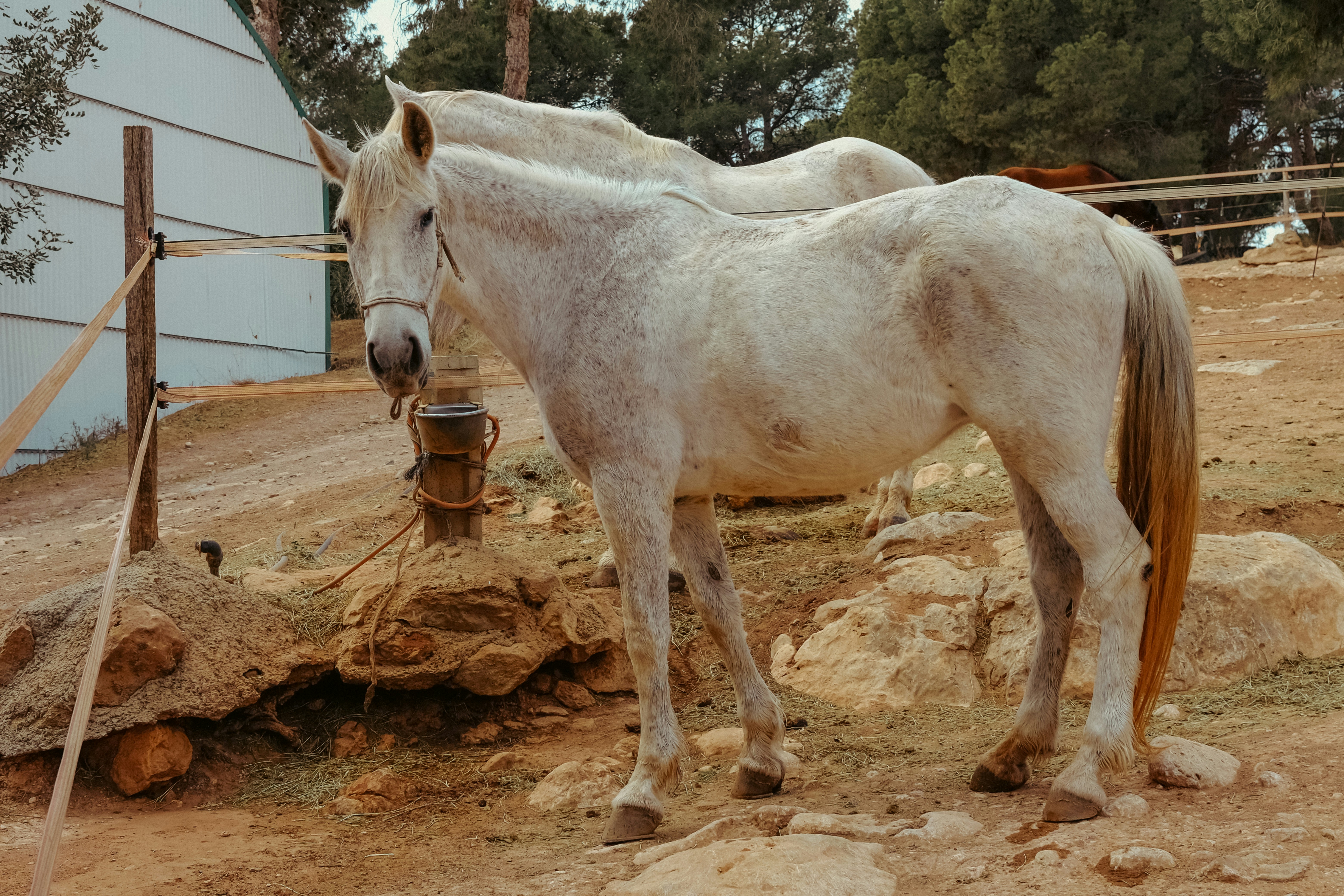 Dust and Light: White Horse in a Rustic Corral