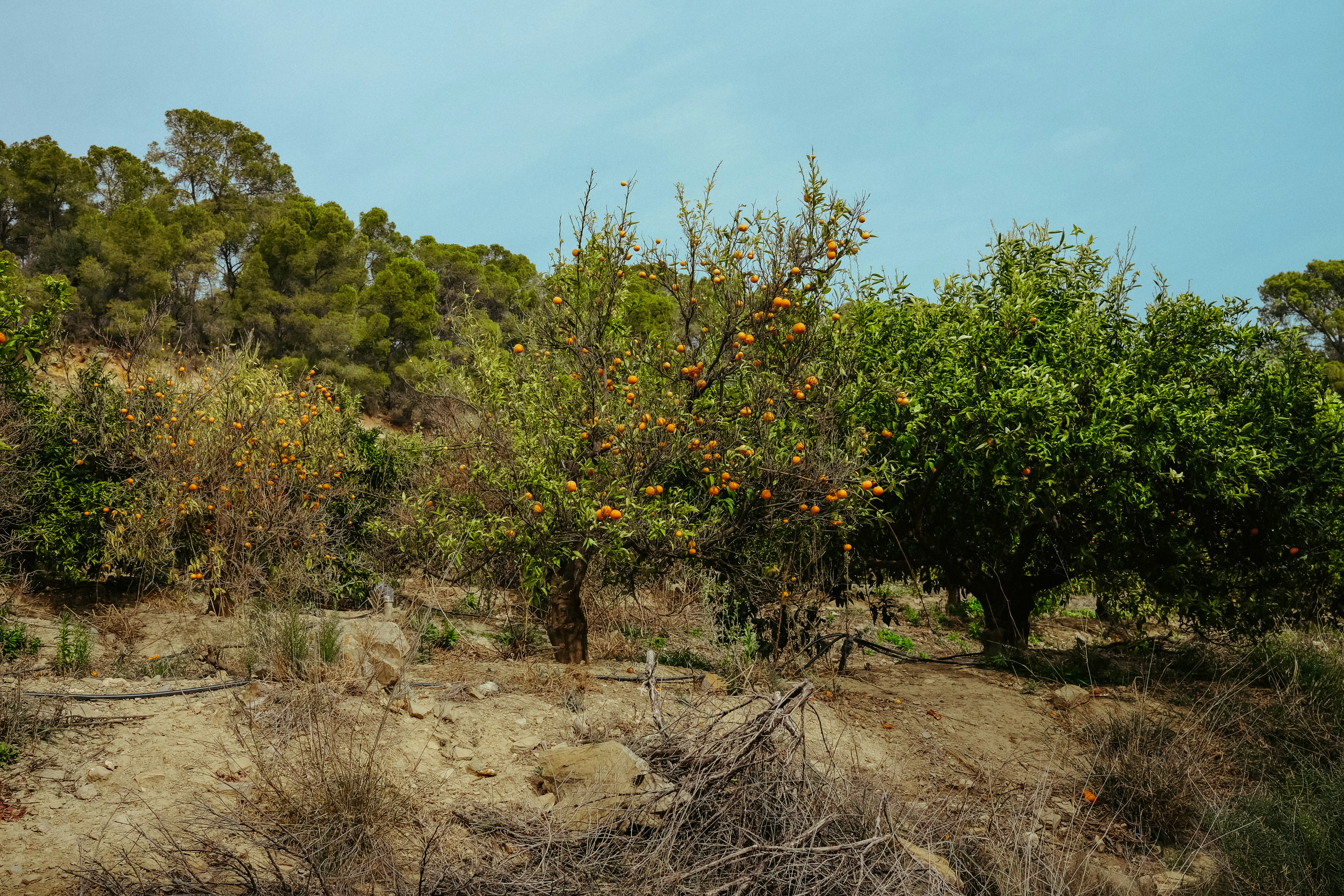 Sunlit Orange Grove on a Dry Hillside under a Clear Blue Sky