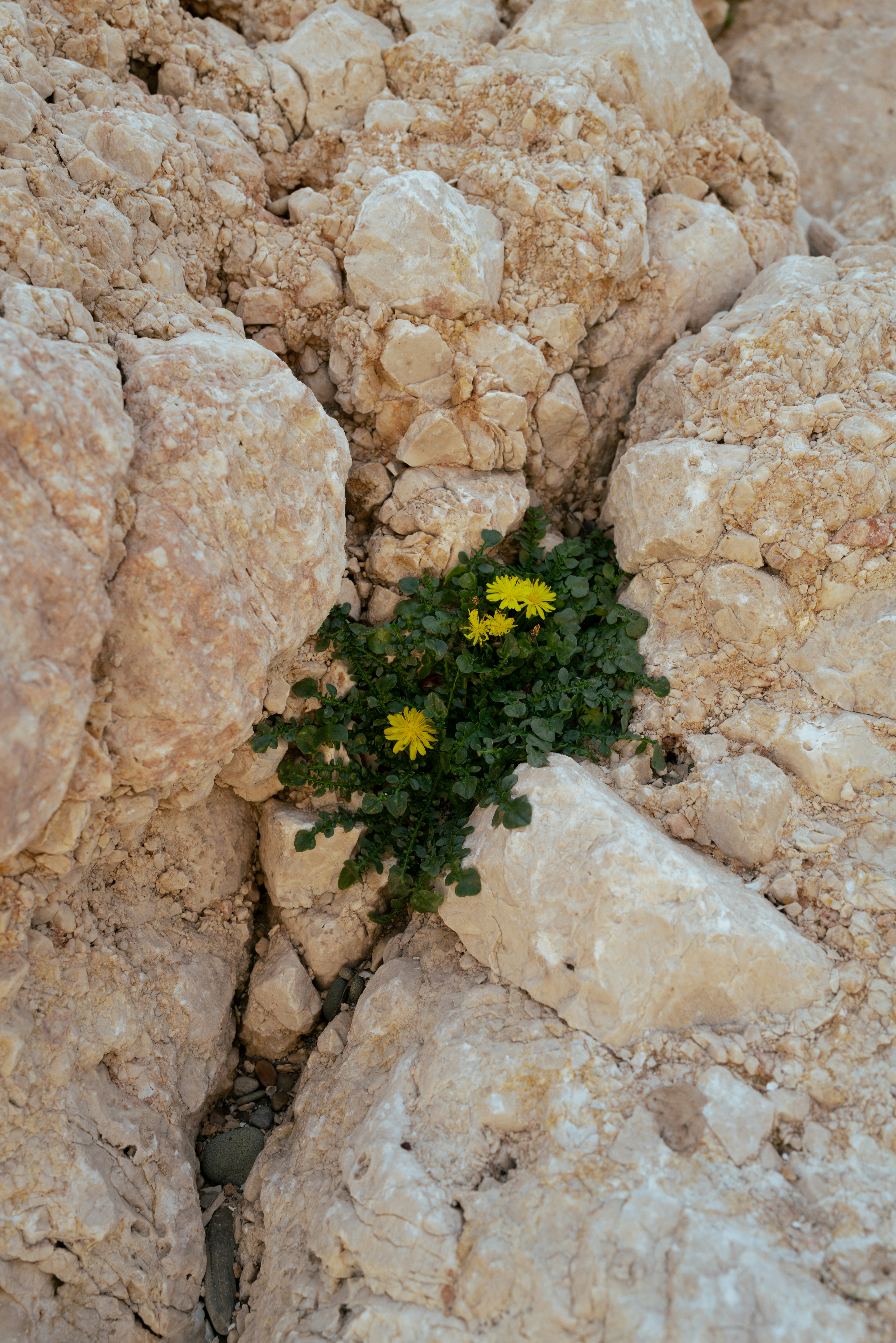 Yellow Resilience Between Limestone Rubble
