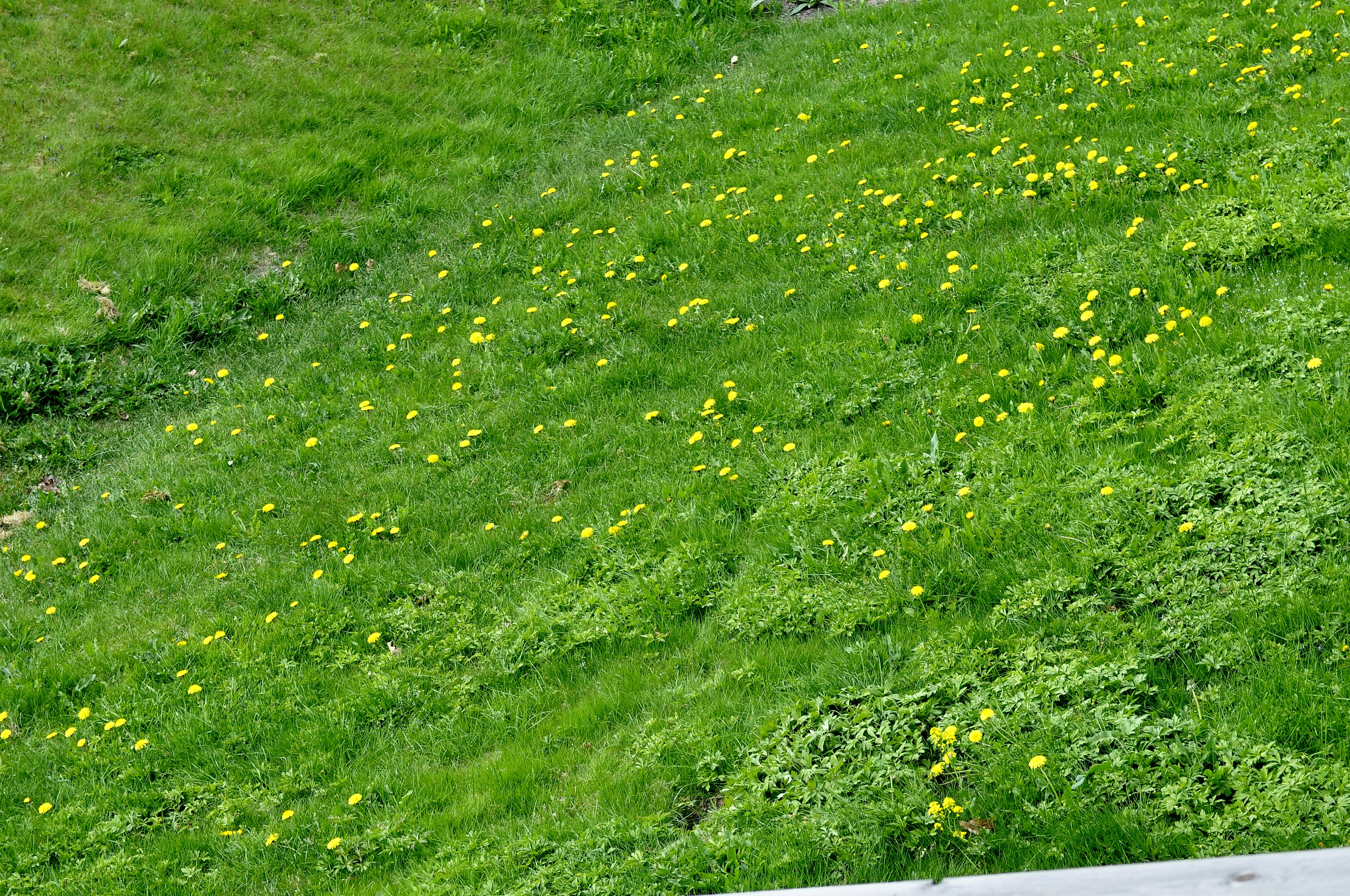 A Diagonal Ribbon of Buttercups over a Lush Green Slope