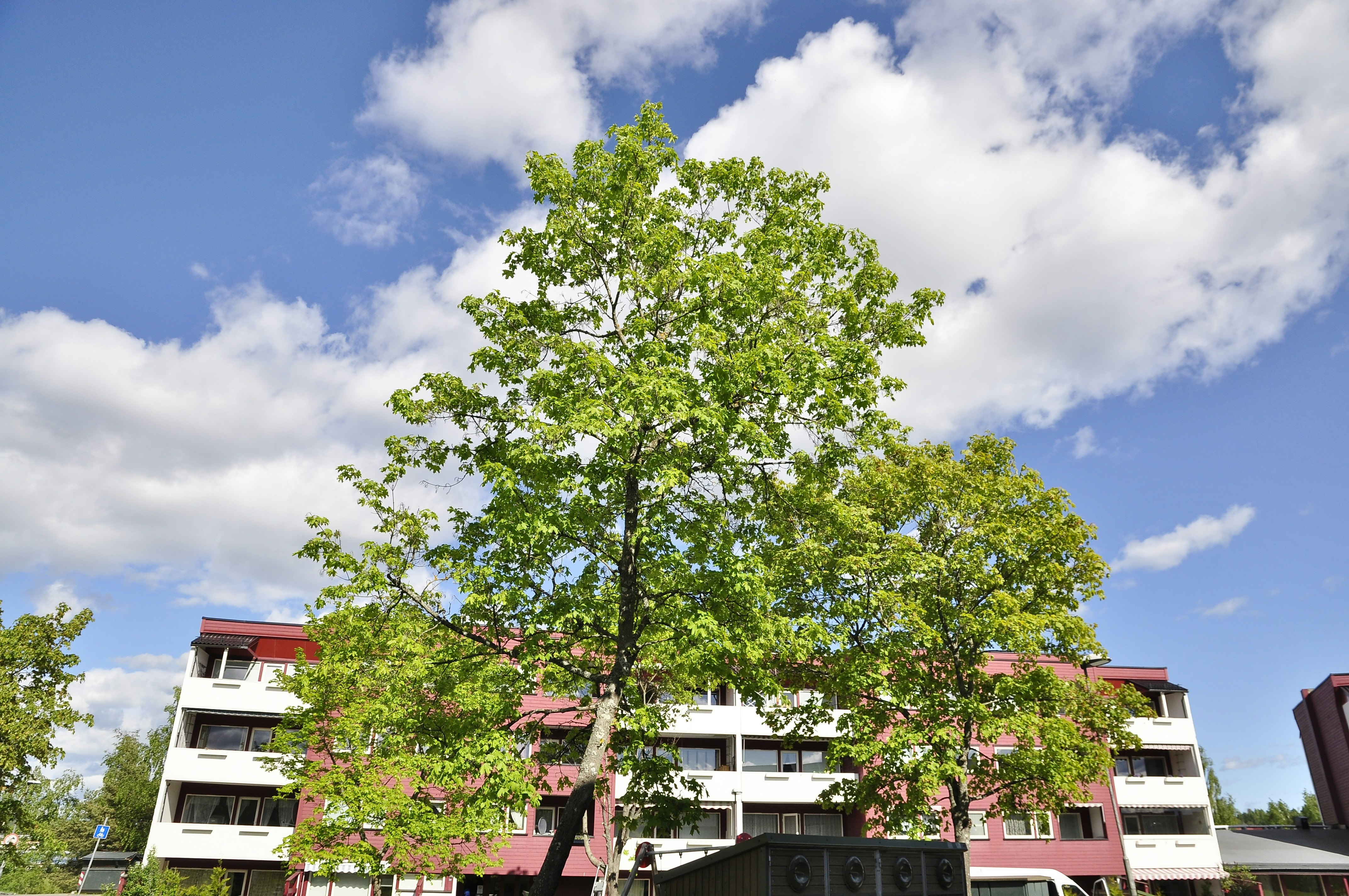 Tree Framing a Red-Roofed Apartment Block Under a Bright Sky