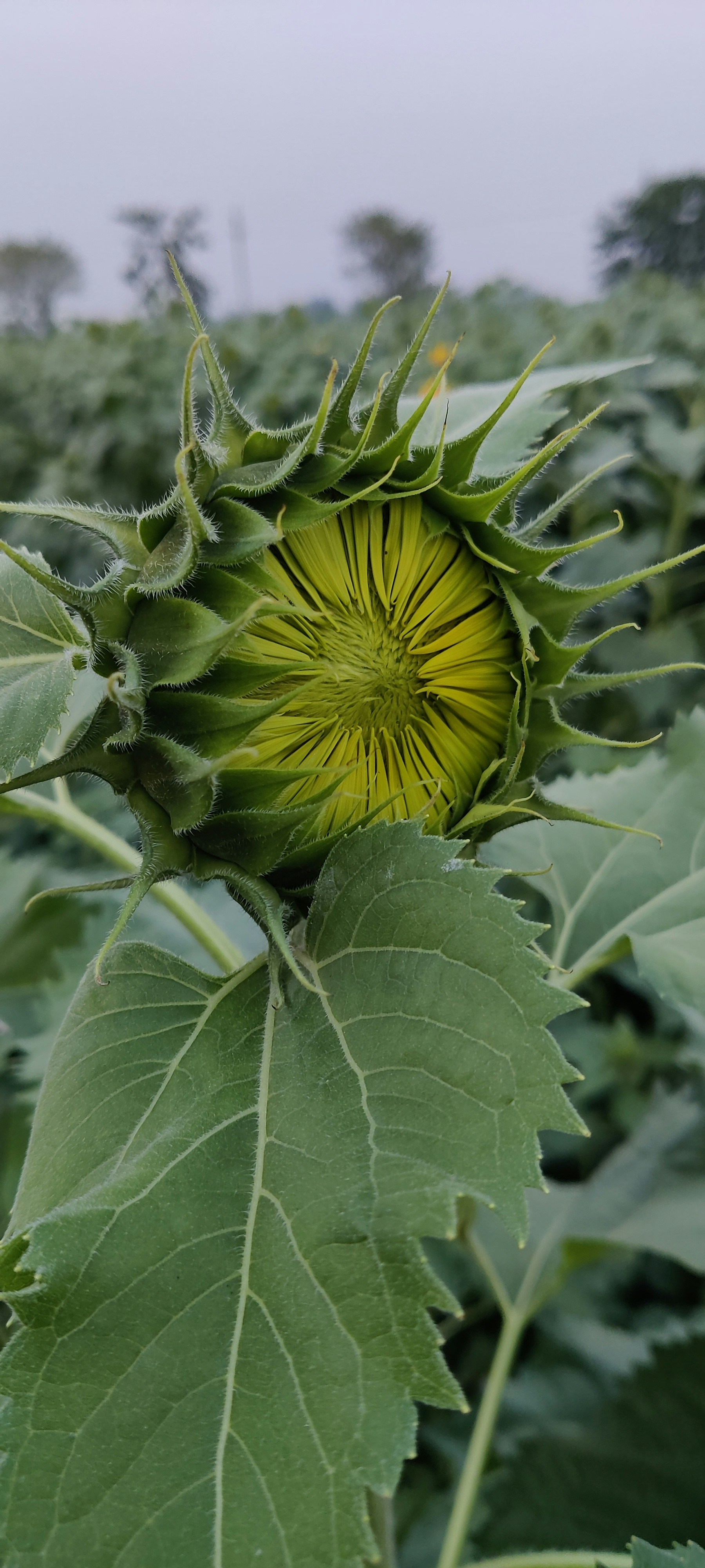 Emerging Green Crown: Close-Up of a Sunflower Bud Amid Veined Leaves