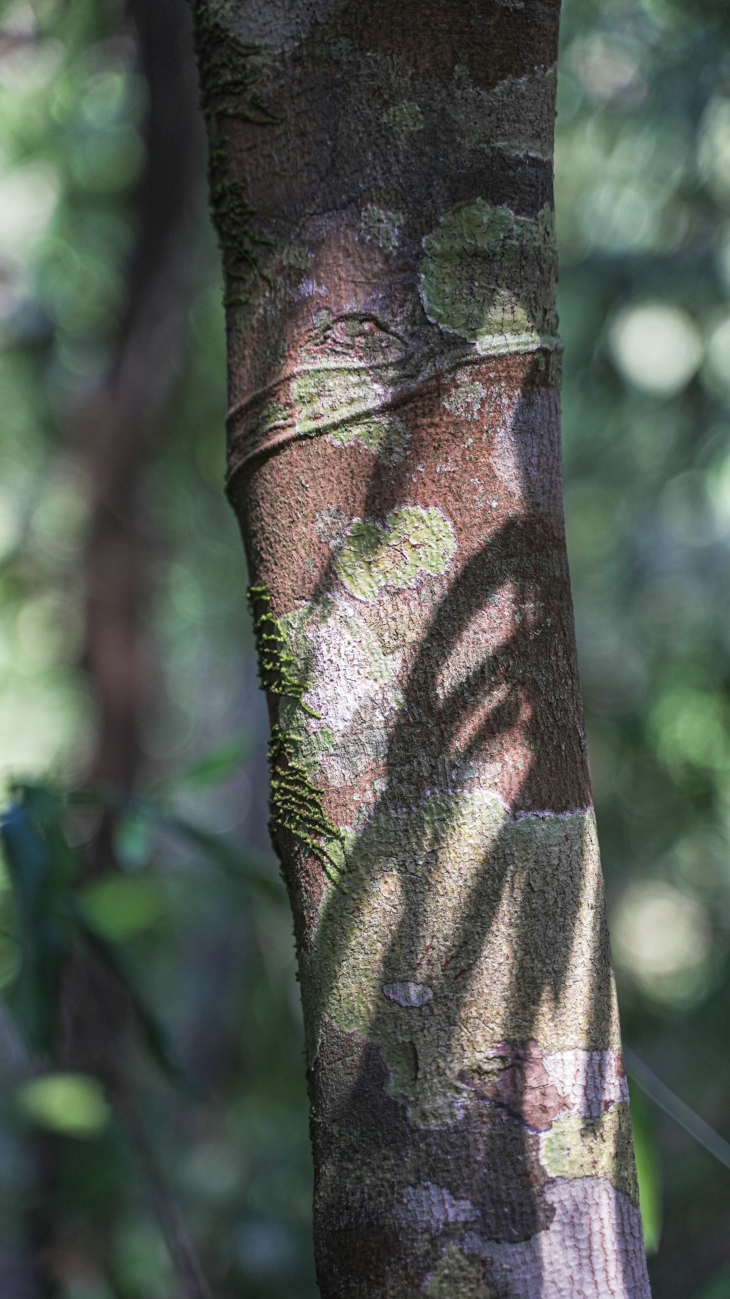Lichen-Laced Light: Close-Up of a Sun-Dappled Forest Trunk