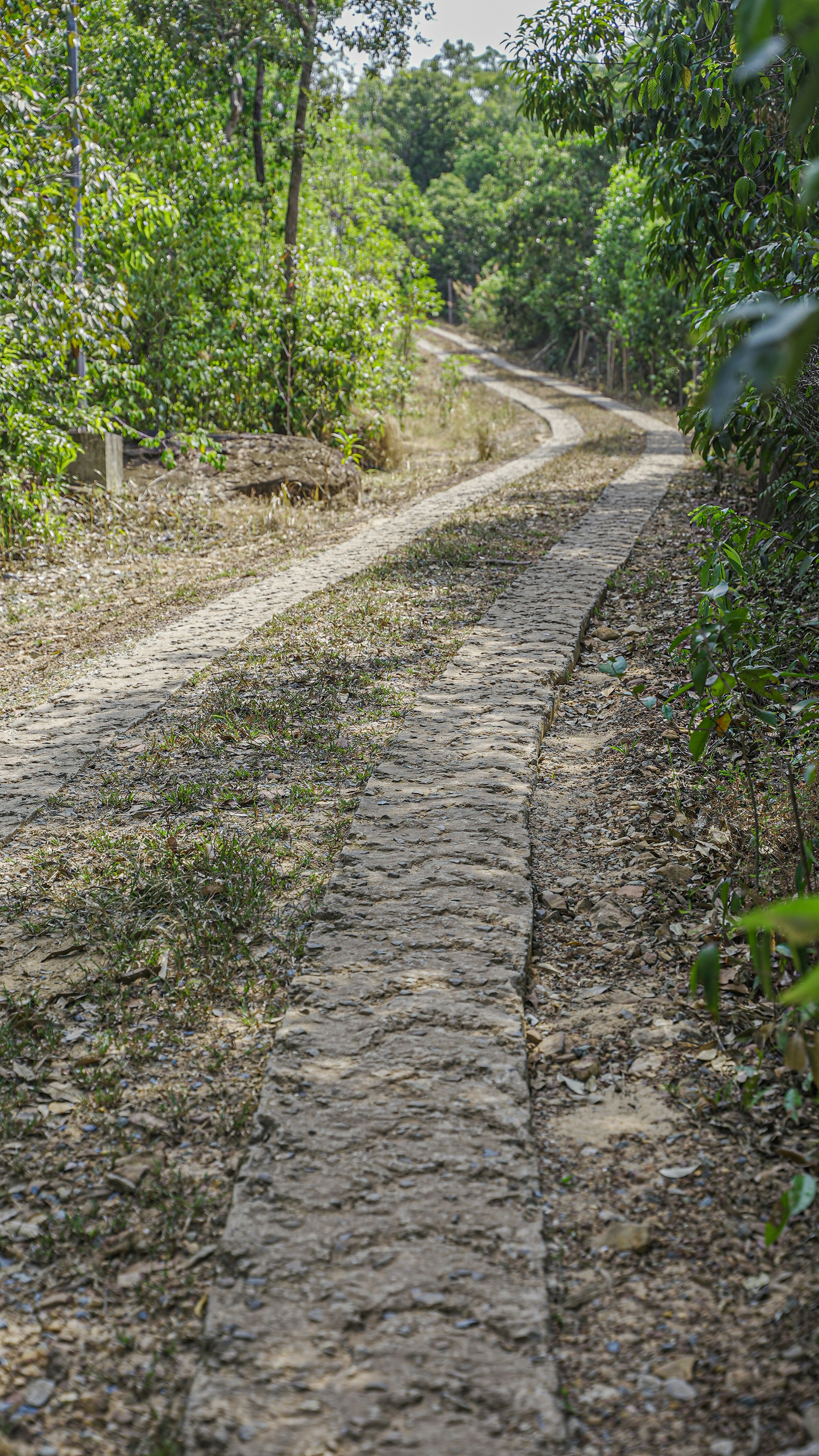 Meandering Cobblestone Path Through a Sunlit Green Corridor