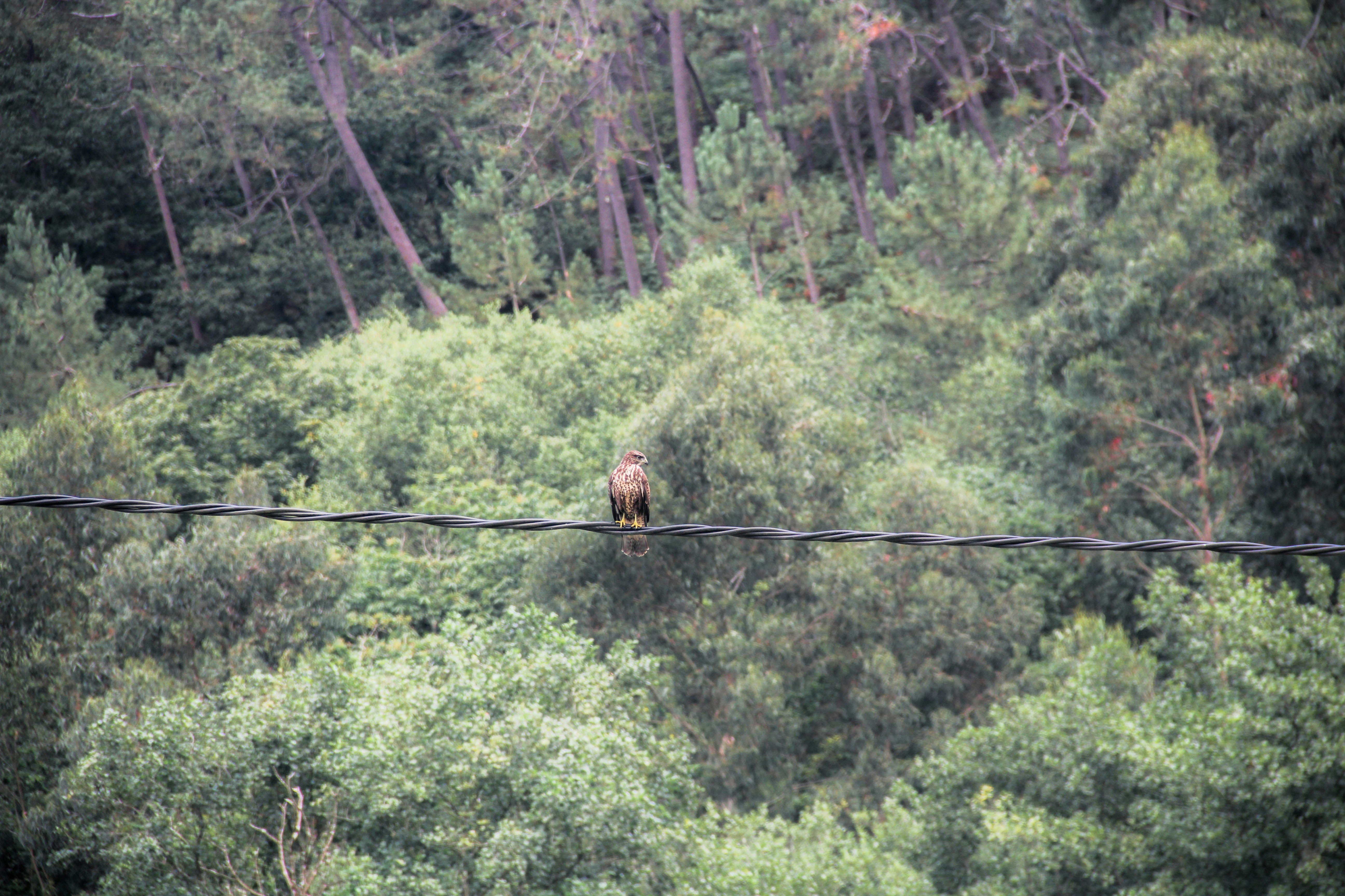 Verdant Vigil: A Sparrow on a Wire Above the Green Canopy