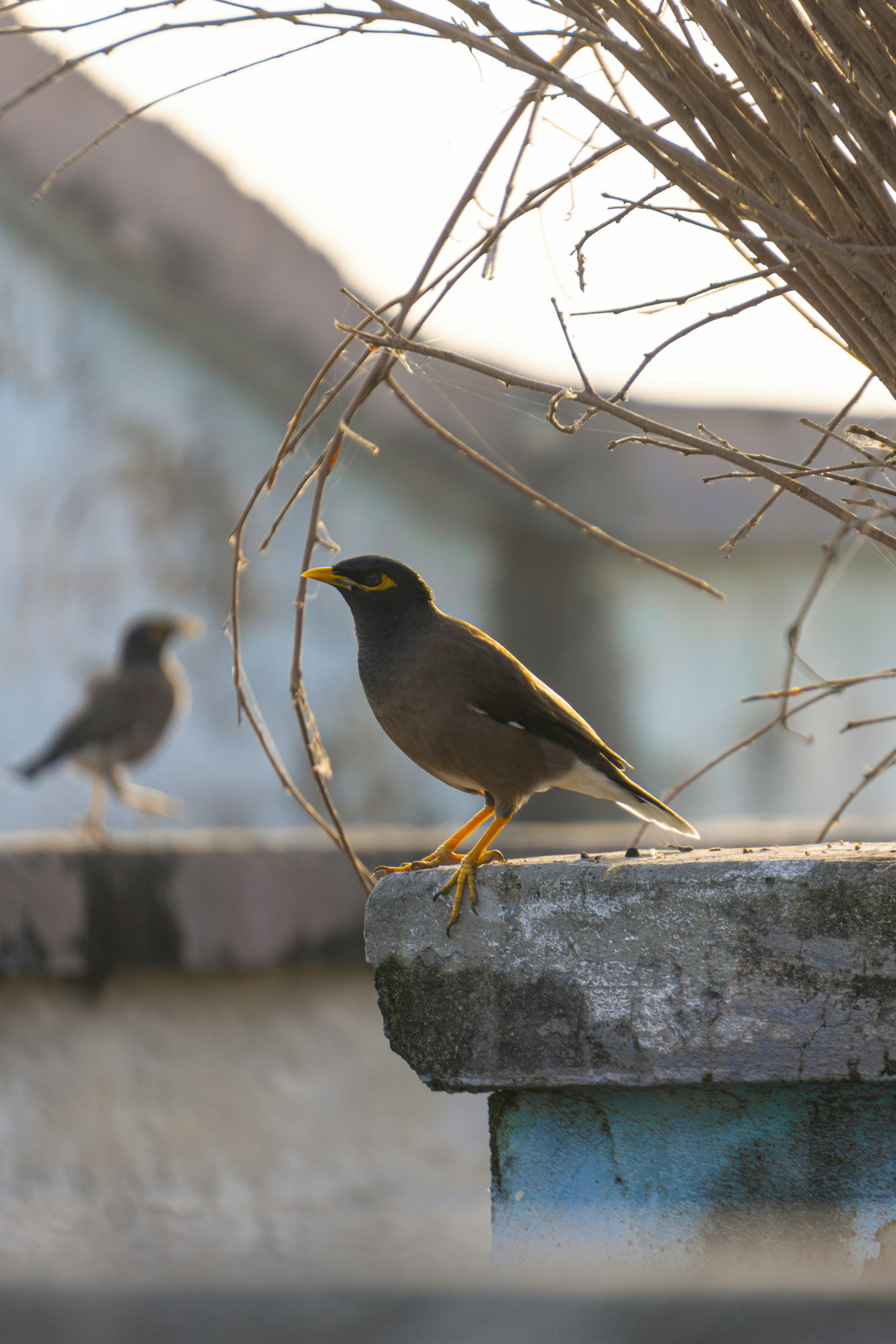 Lone Starling Perch Under a Tangled Twig Arch