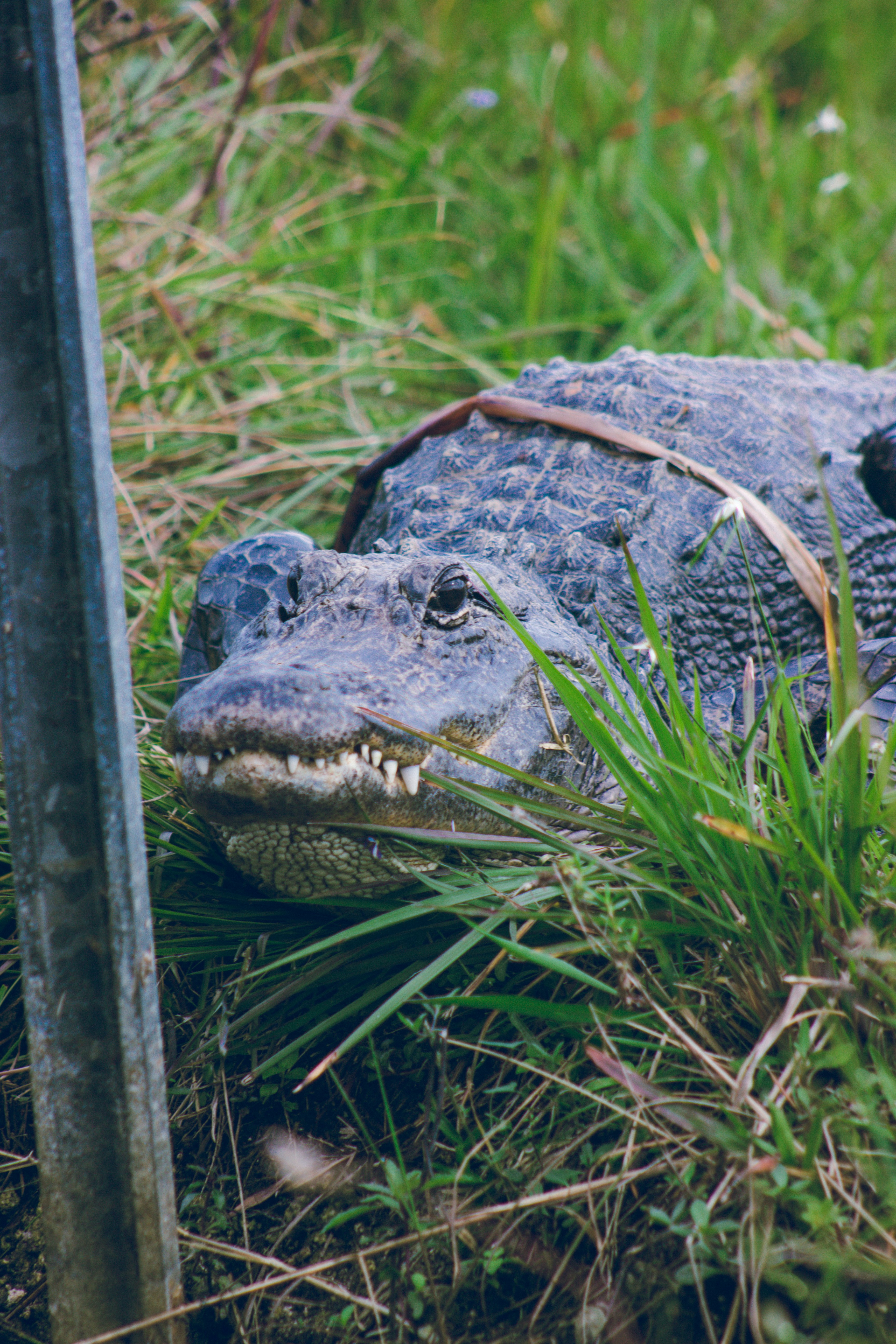 A large alligator laying on top of a lush green field photo – Free ...