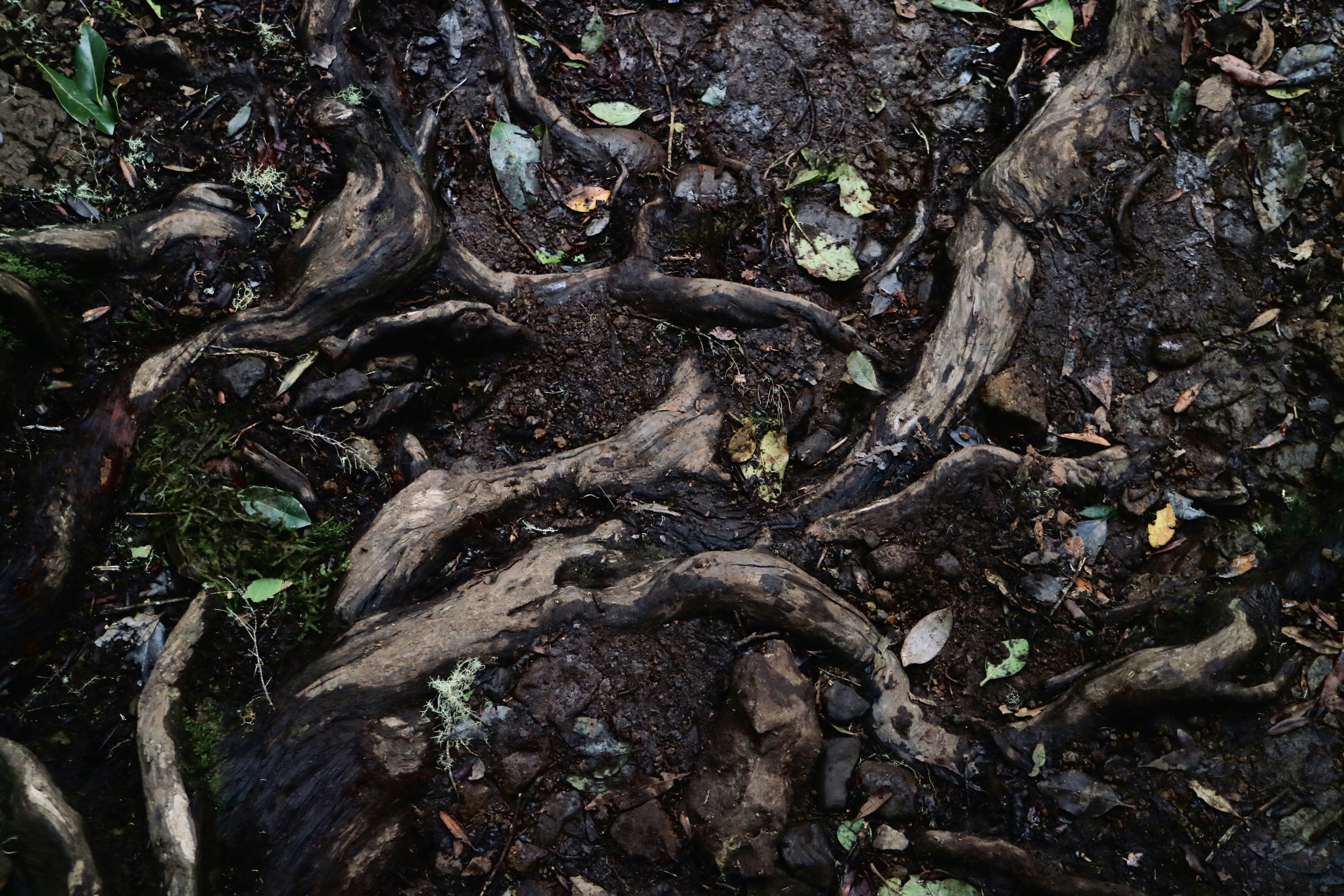 A bunch of tree roots that are in the dirt photo – Free Forest Image on ...