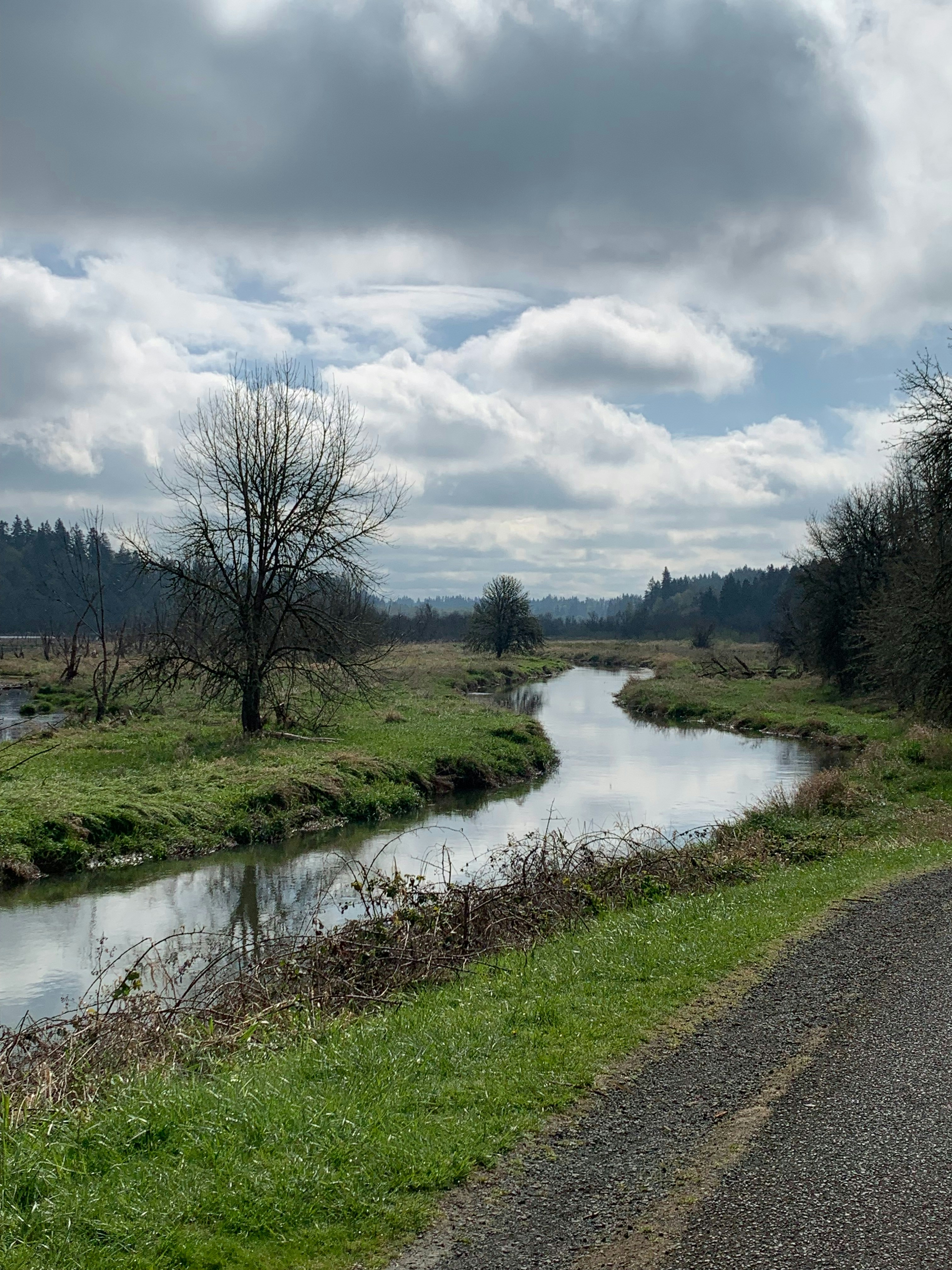 Meadow Bend: A Quiet River Winding Toward Distant Trees