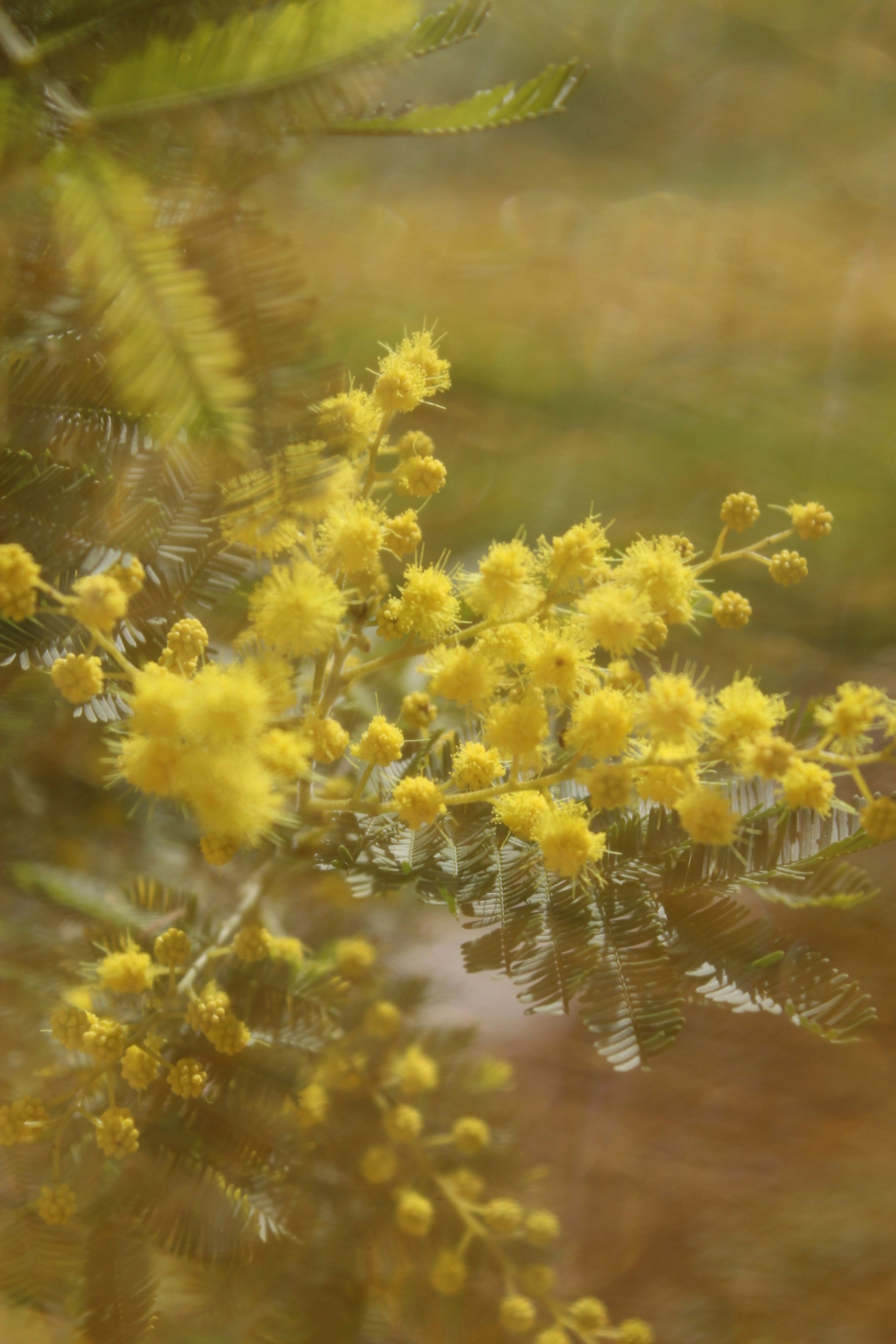 Golden Mimosa in a Soft-Focus Glow Among Fern Fronds