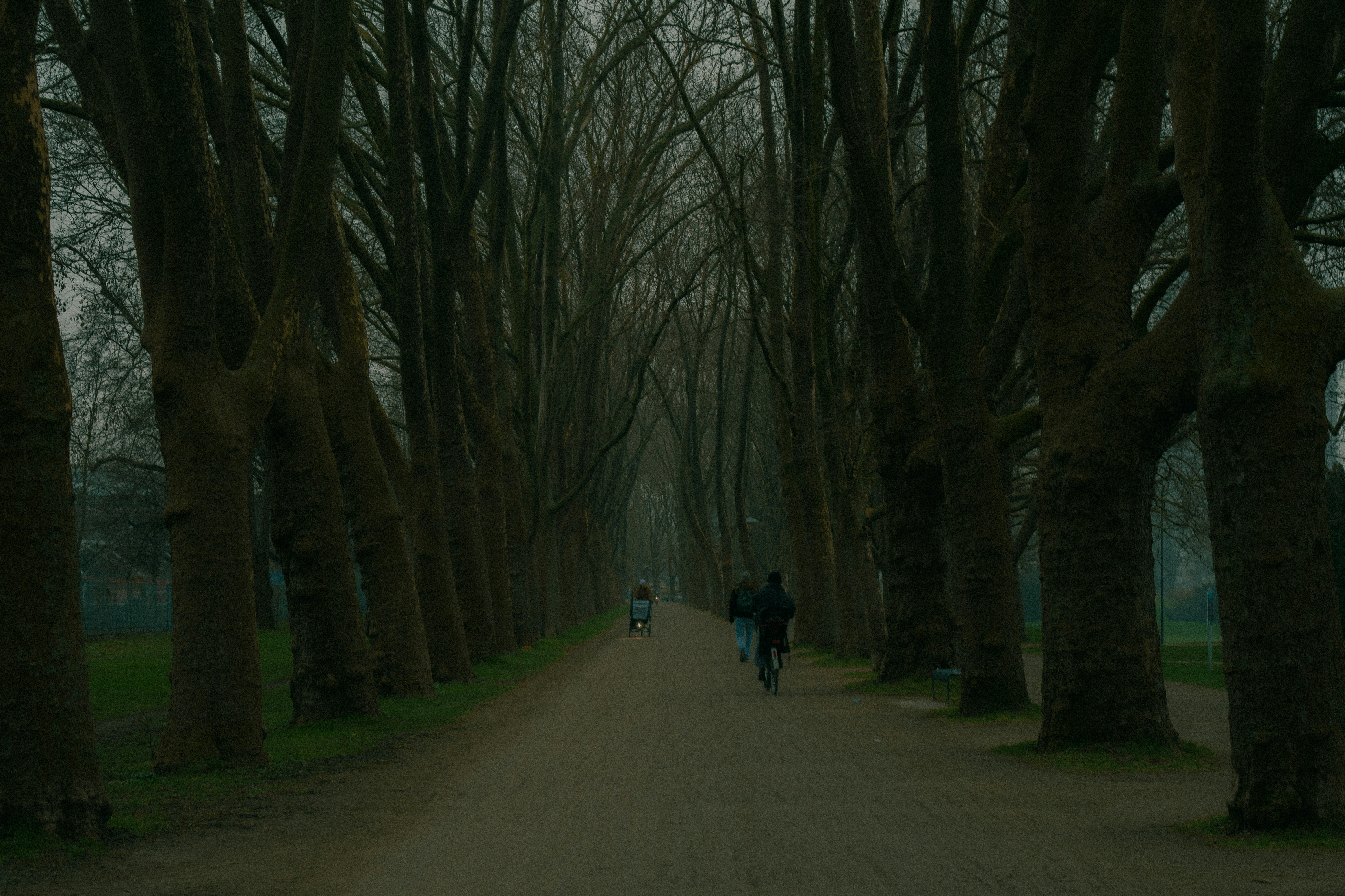 Cyclists and pedestrians traverse a tree-lined dirt path under a canopy of bare branches.