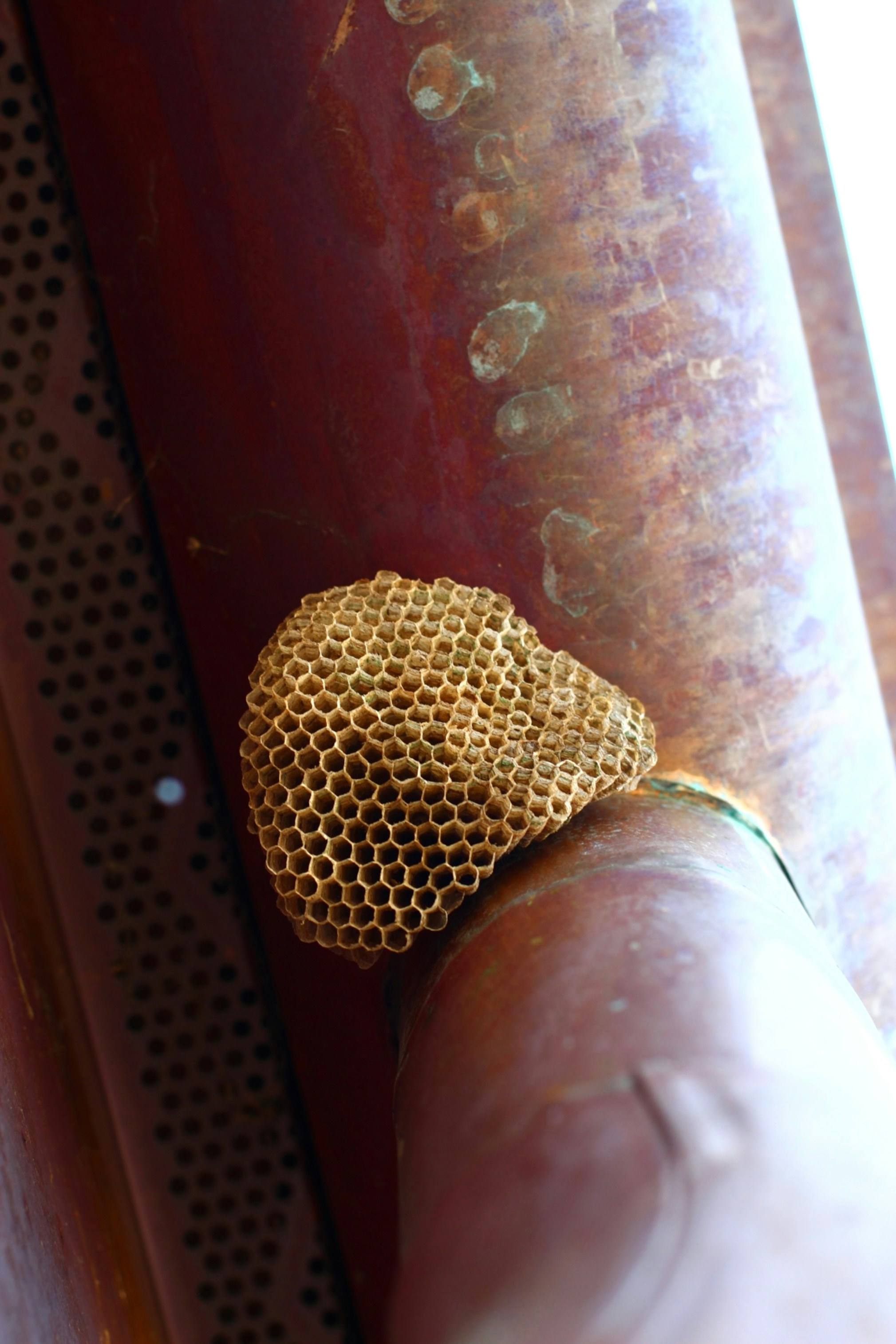 Honeycomb on a Rusted Column: A Close-Up of Nature’s Architecture