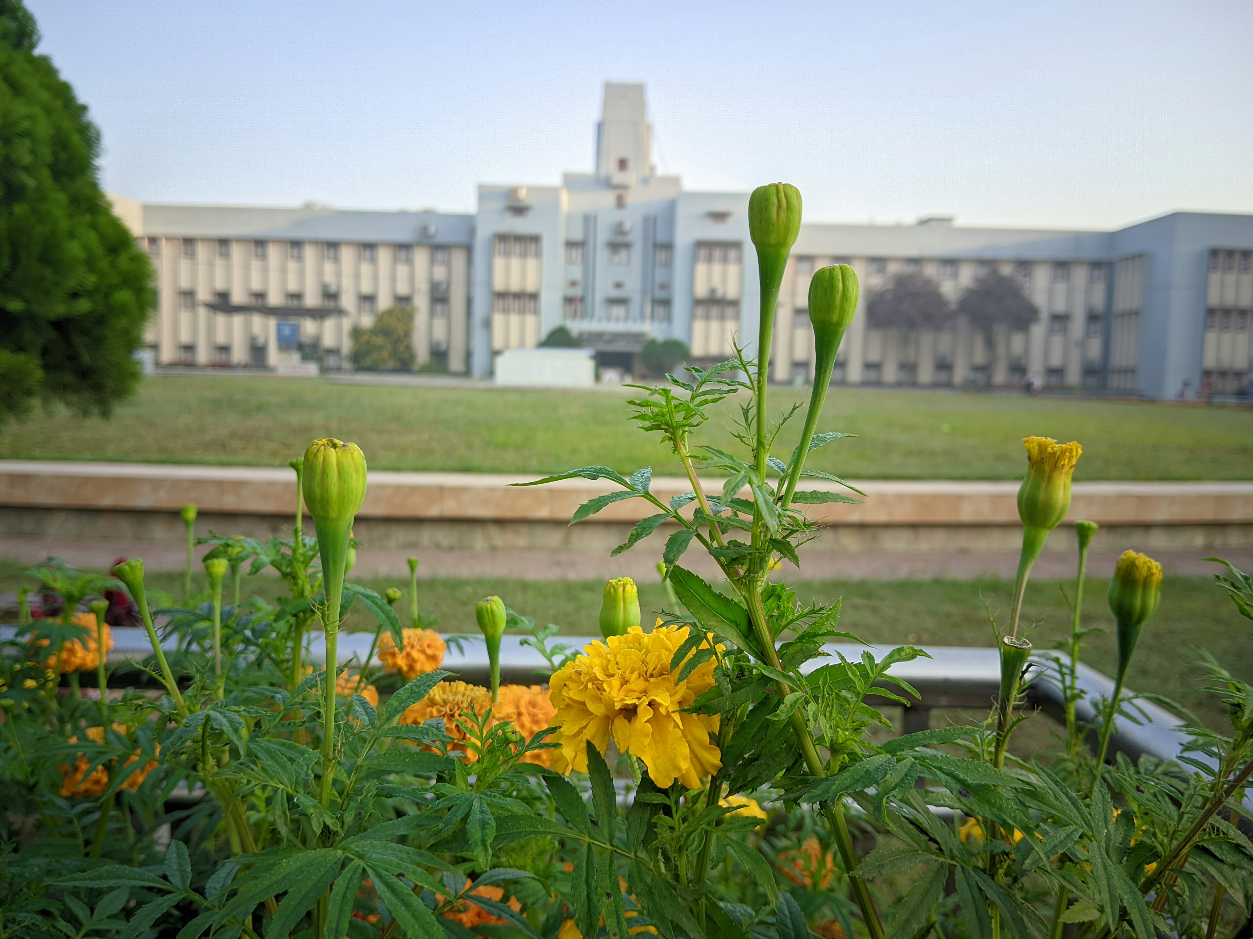 Yellow flowers in full bloom with a grand building in the background.