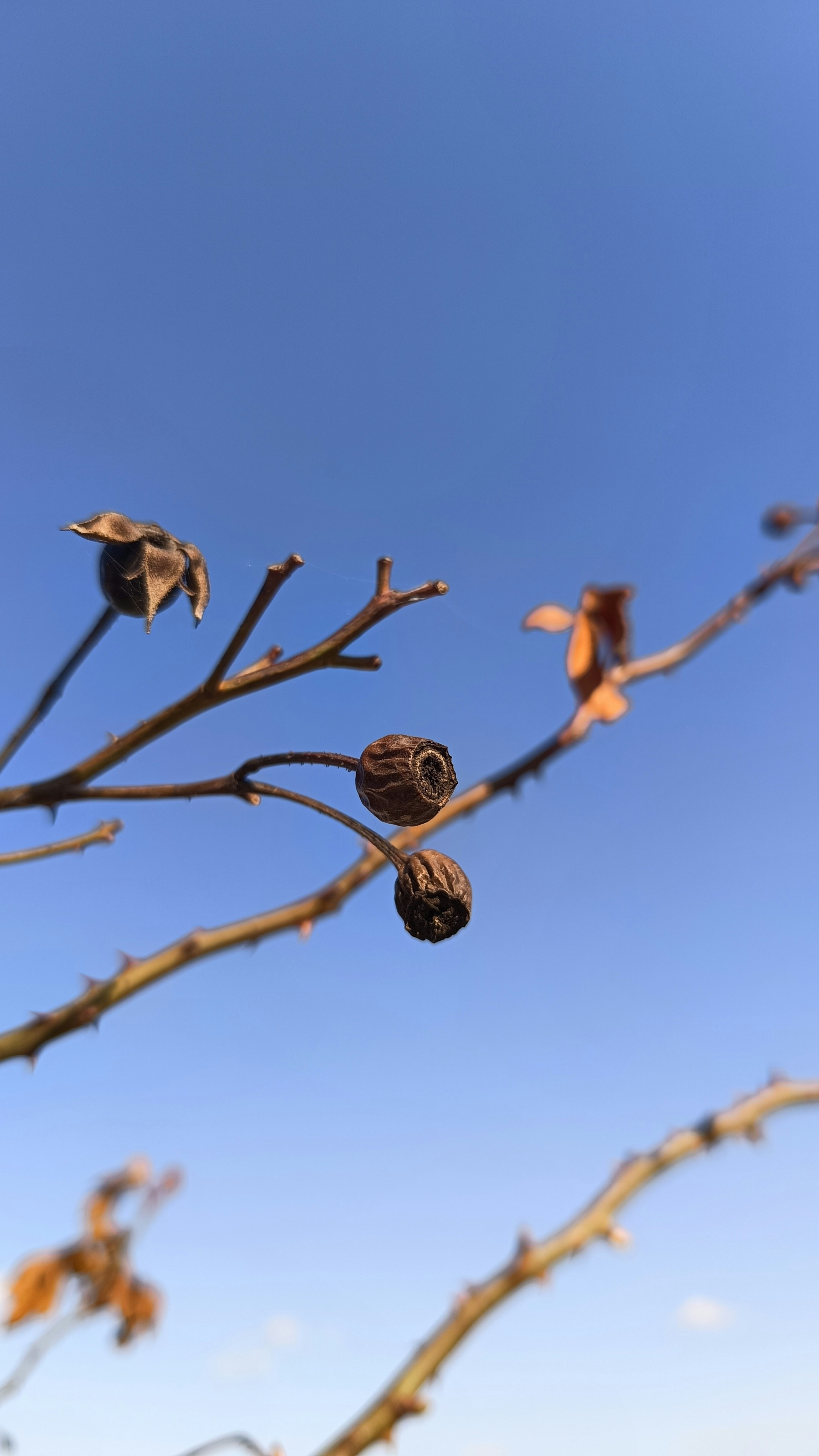 Close-up photograph of dried seed pods on a slim branch against a clear blue sky. The minimal composition emphasizes natural textures and negative space.