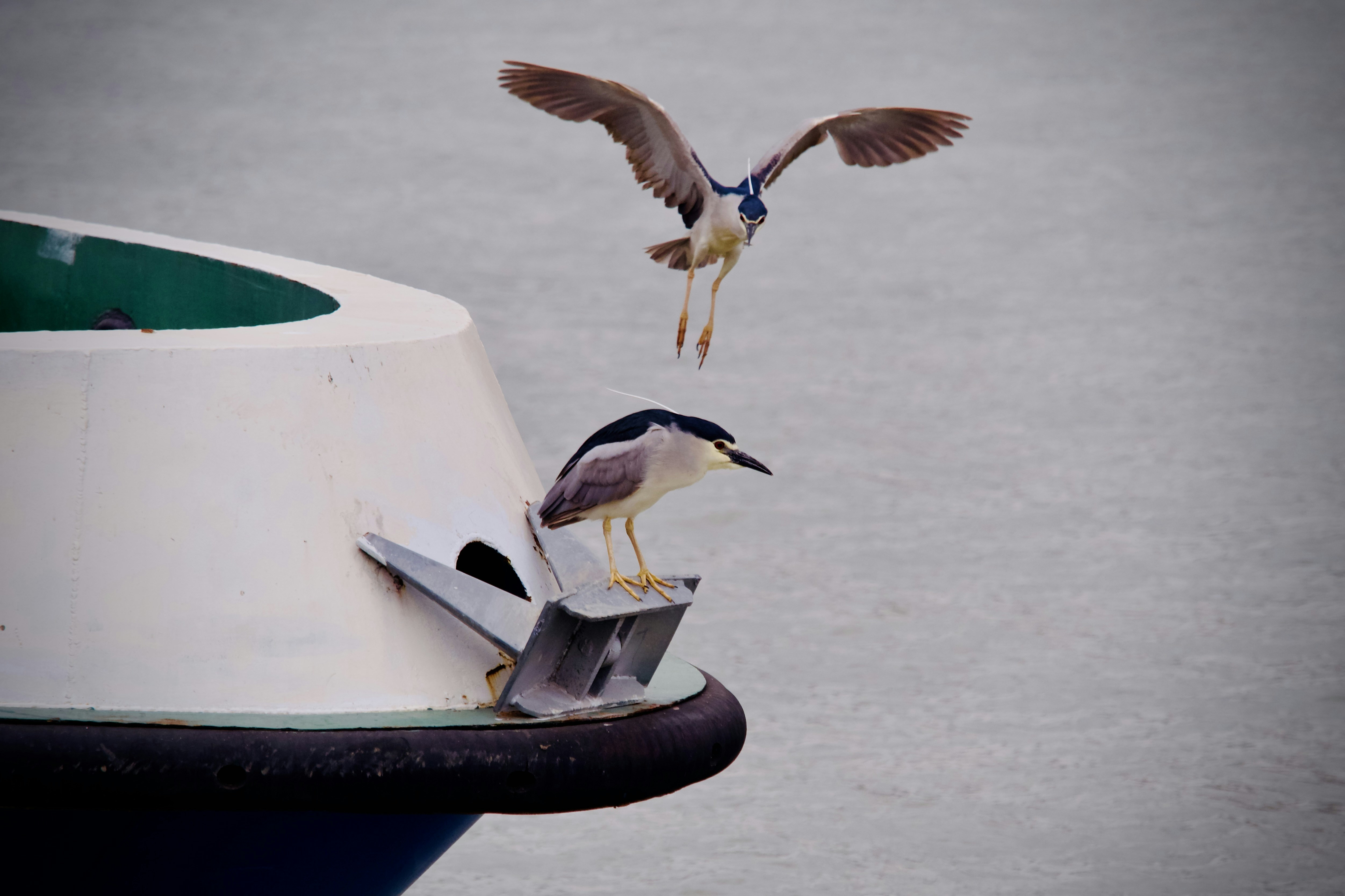 Wing Exchange at the Bow: Tern Tactics in Harbor Light