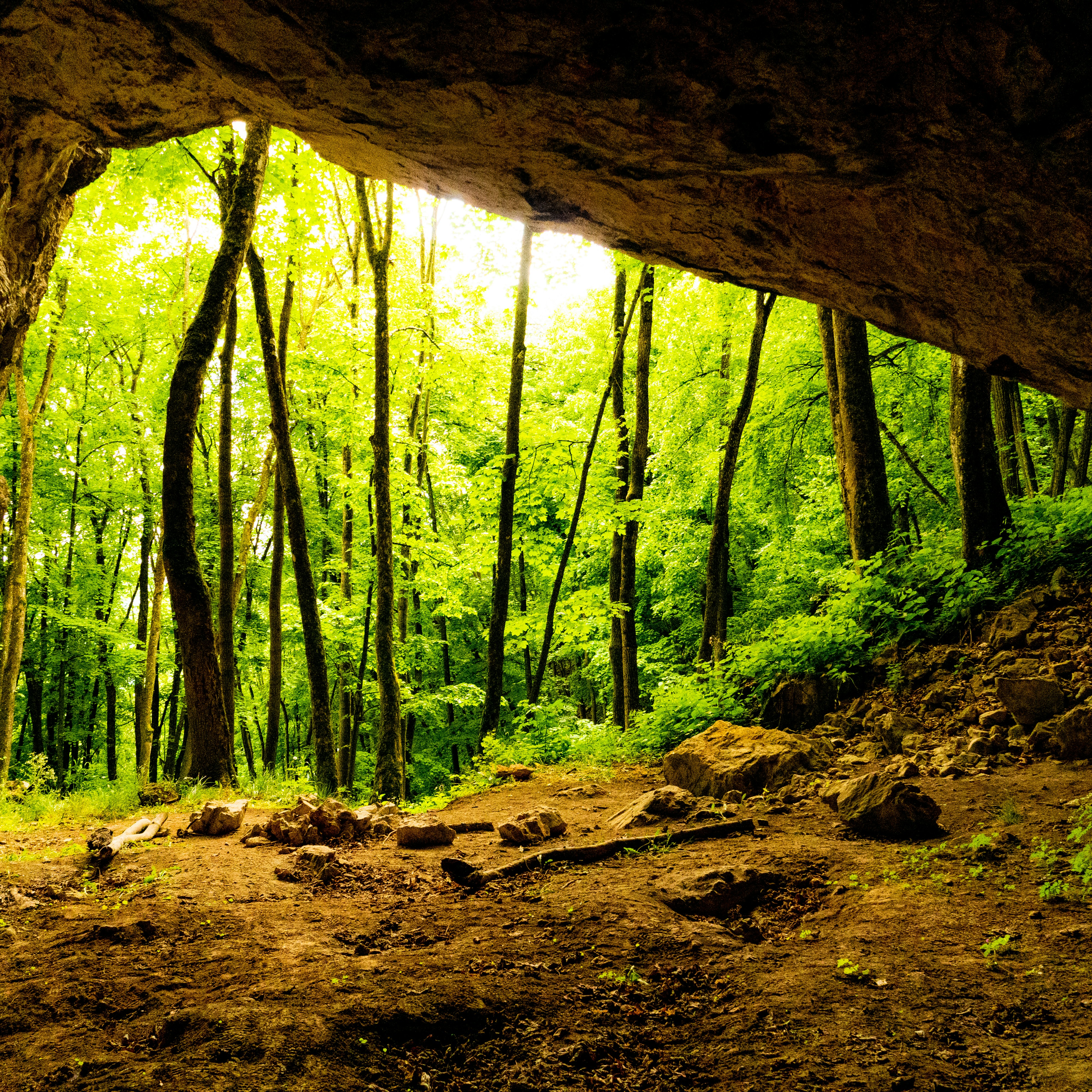 A view of a forest through a cave photo – Free Green Image on Unsplash