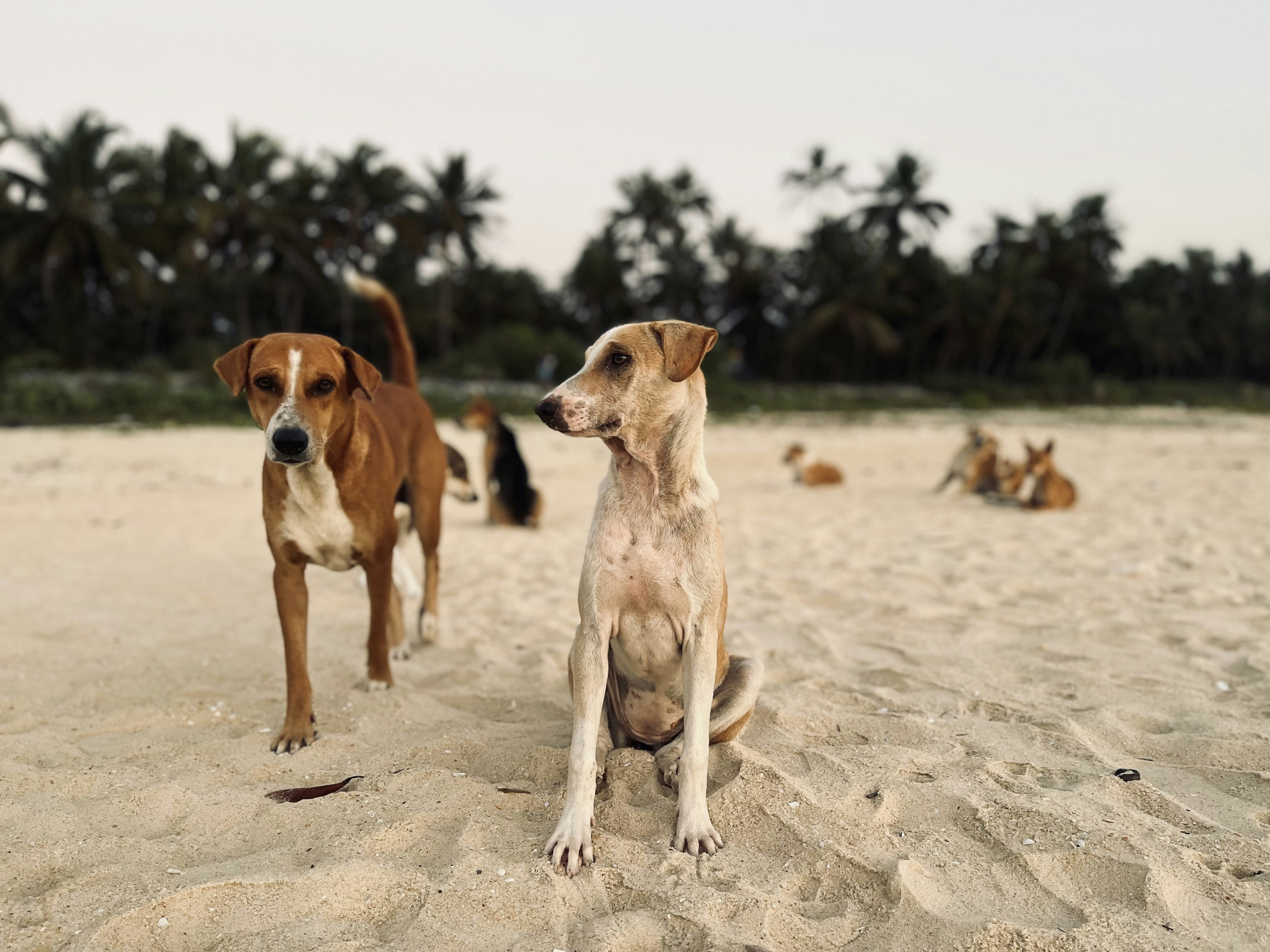 Two Curiously Alert Dogs at a Sunlit Shore, with Distant Pack and Palms