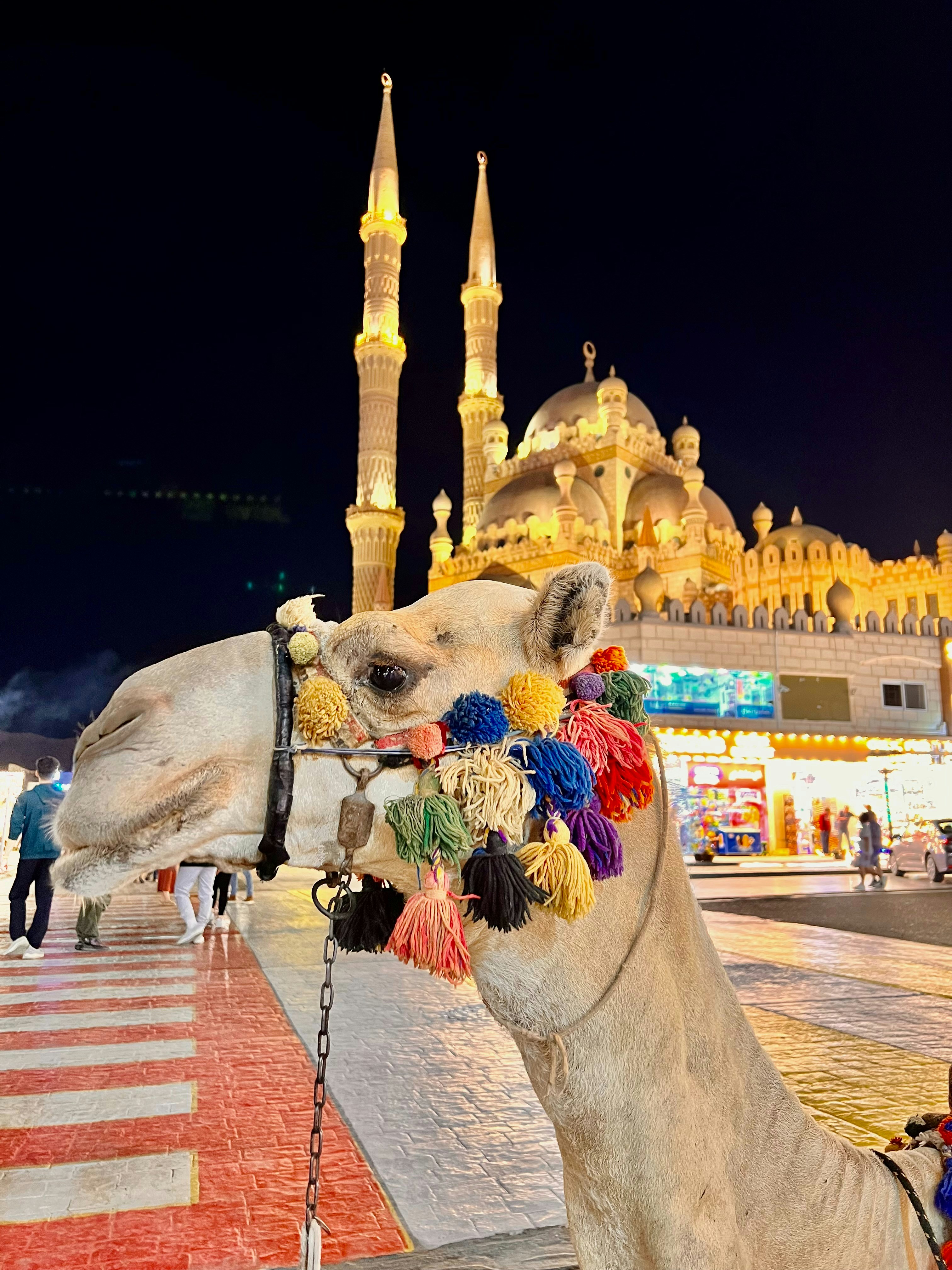 Tassel-Adorned Camel Beneath Golden Minarets at Night