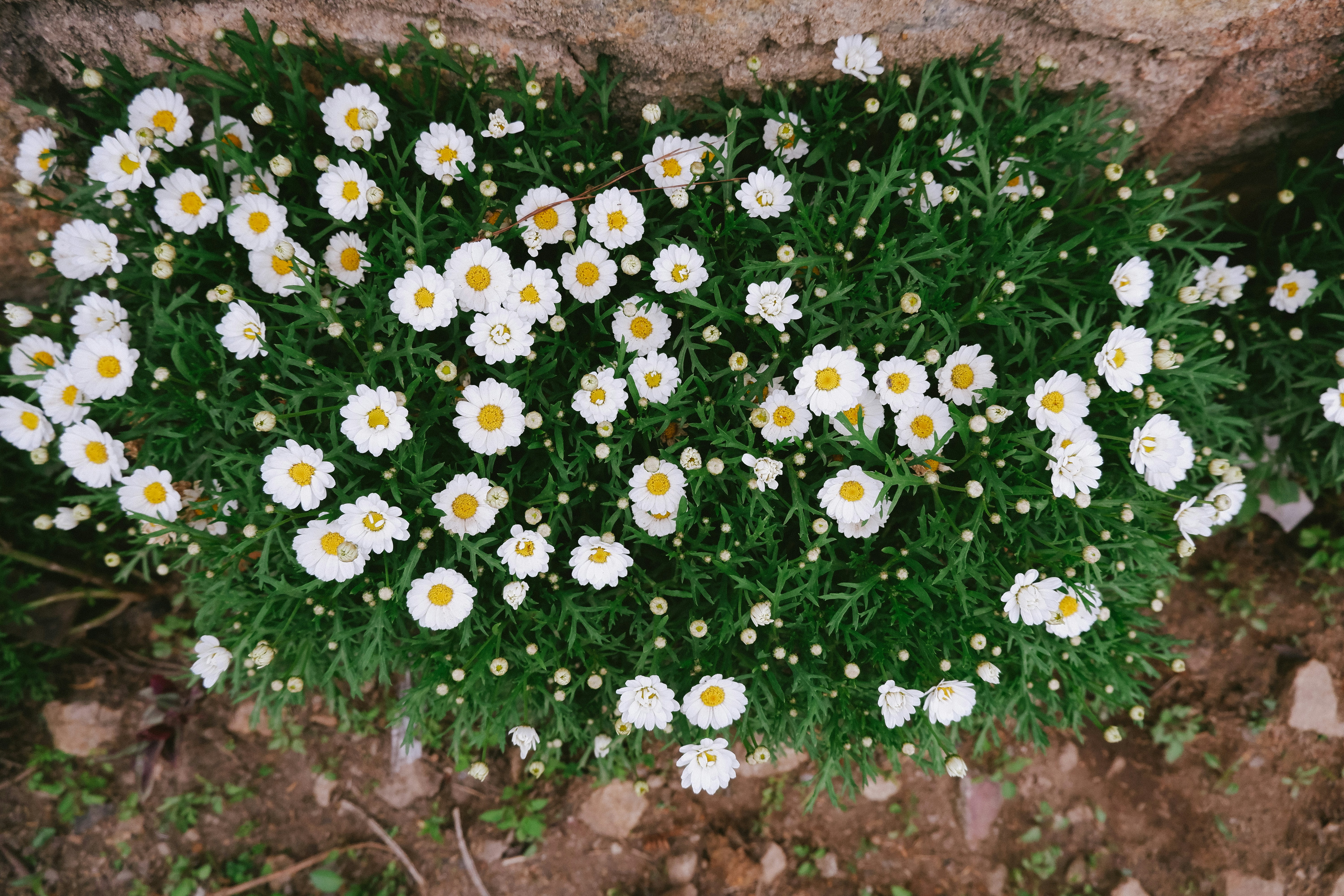Overhead Patchwork of White Daisies in a Garden Bed