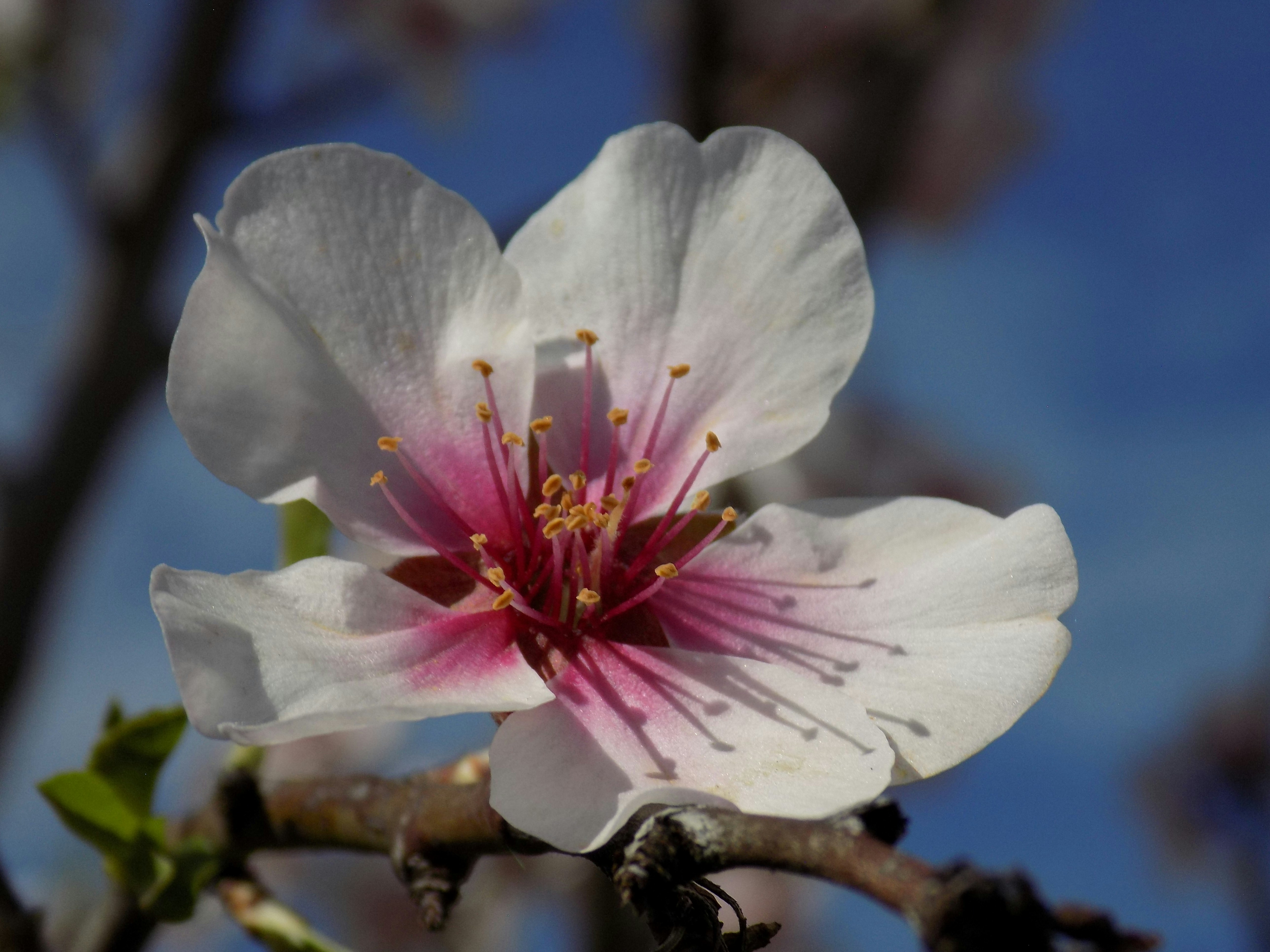Close-up photograph of a white blossom with a pink center and yellow stamens against a bright blue sky. The shallow depth of field emphasizes the bloom.