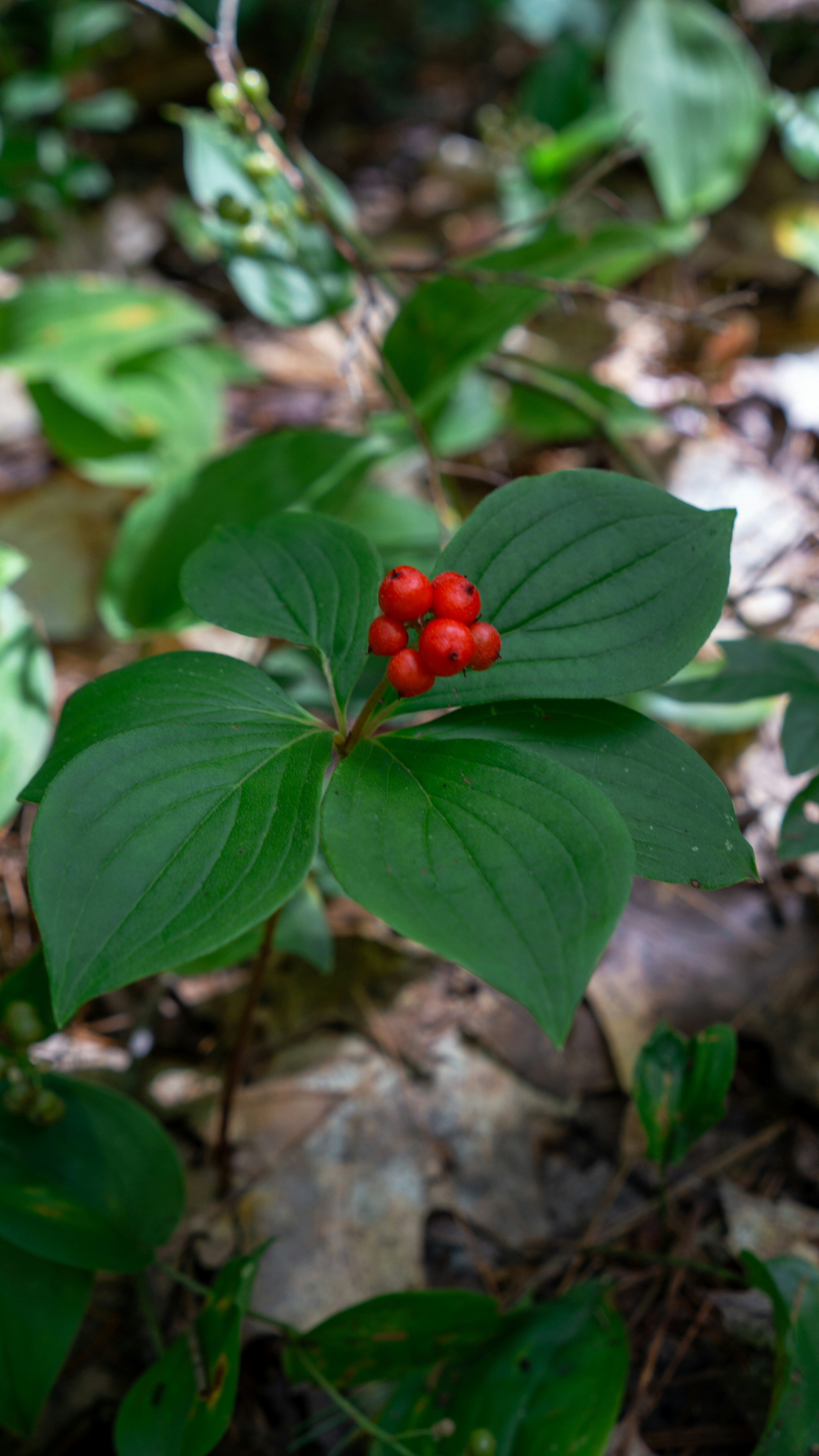 Scarlet Berries on a Velvet Green Leaf in a Quiet Woodland Corner