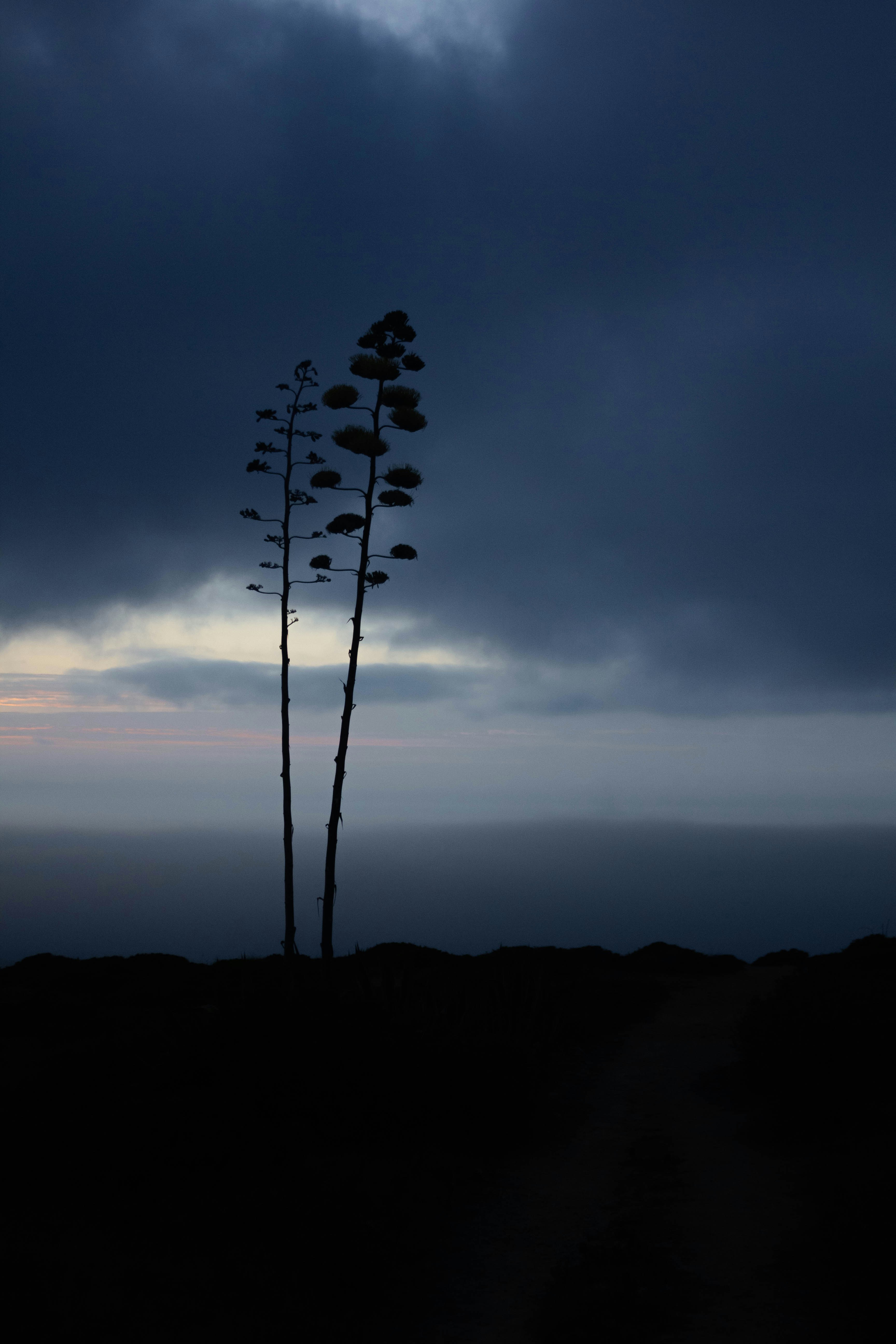 Twin Yucca Silhouettes Guard the Dusk Over a Quiet Horizon