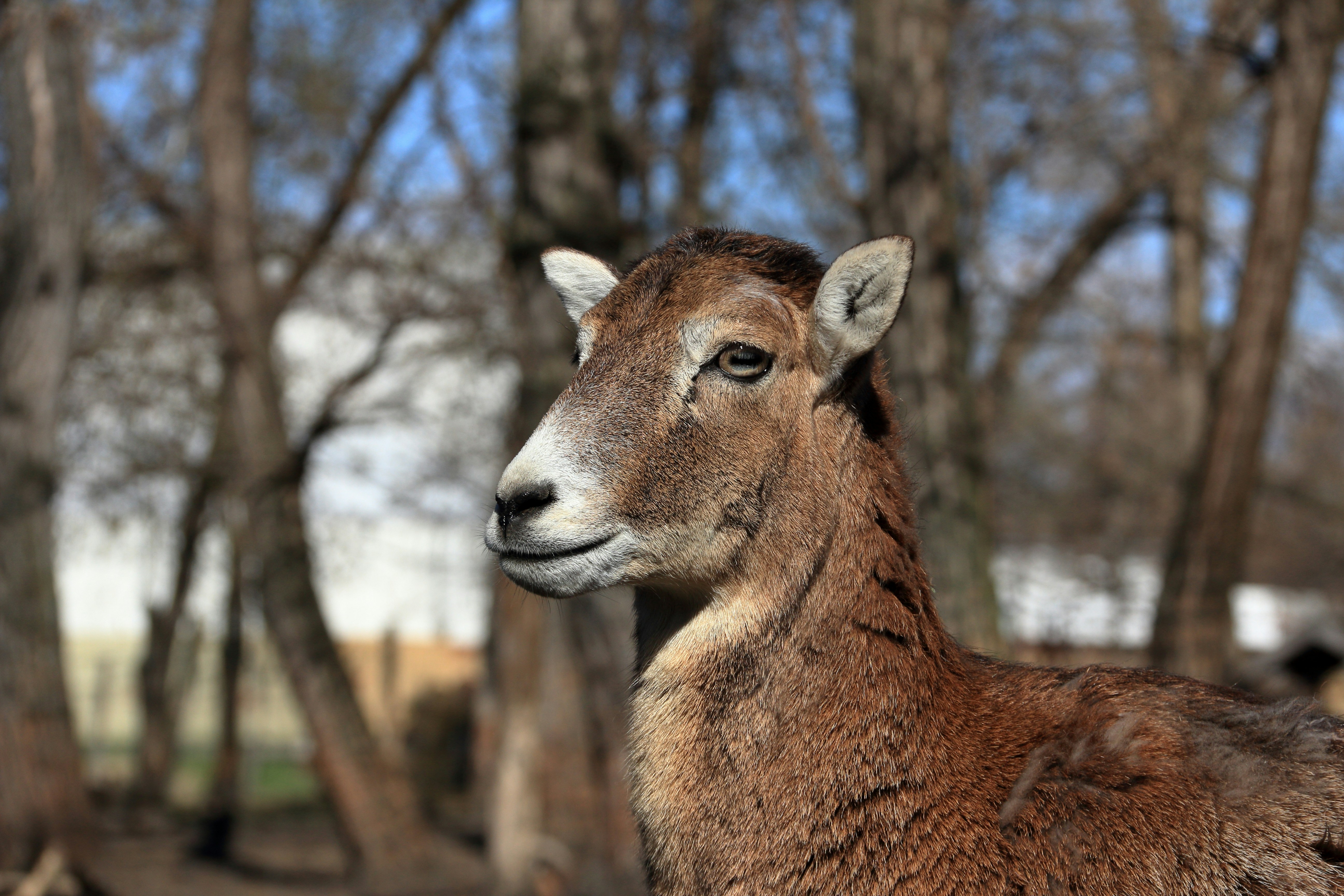A close up of a goat with trees in the background photo – Free Mammal ...