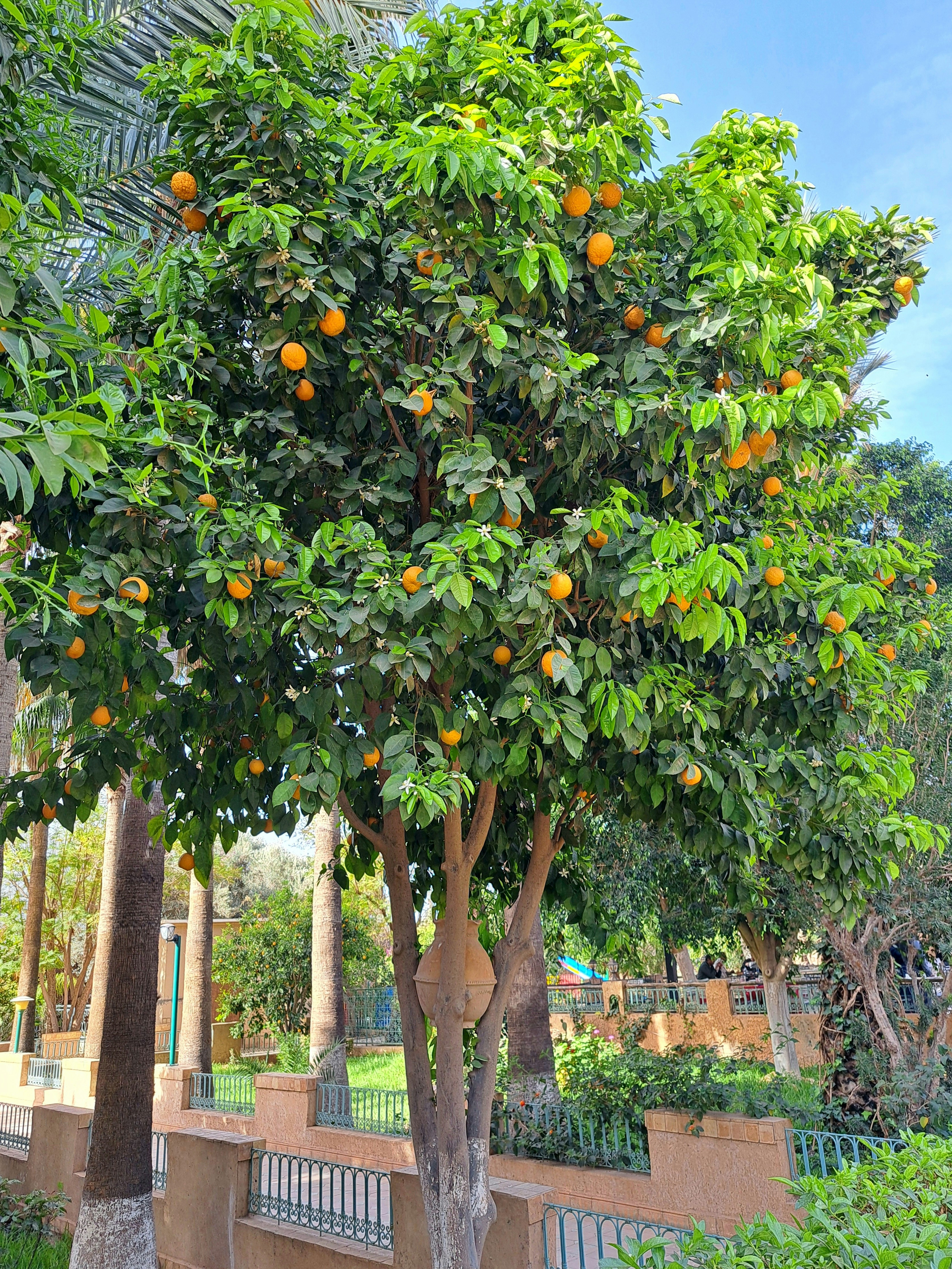 Lush orange tree laden with fruit dominates a sunny park scene, with brick planters and a walking path in the background.